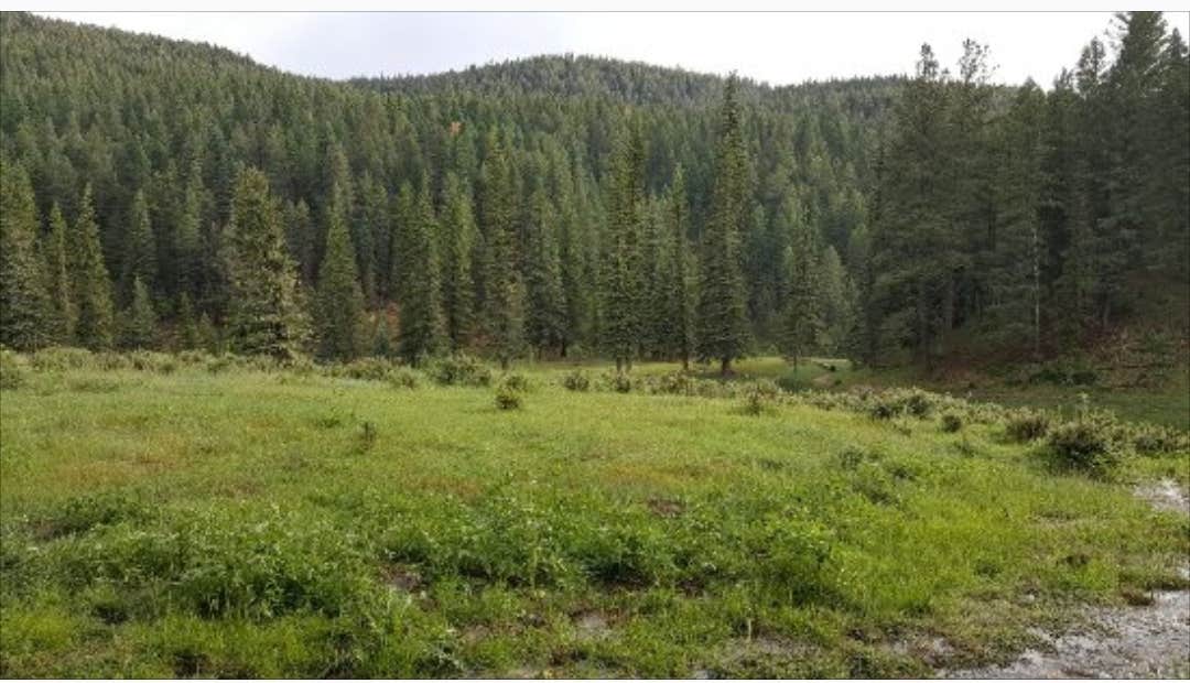 Bluff Springs Dispersed Camping | Cloudcroft, NM