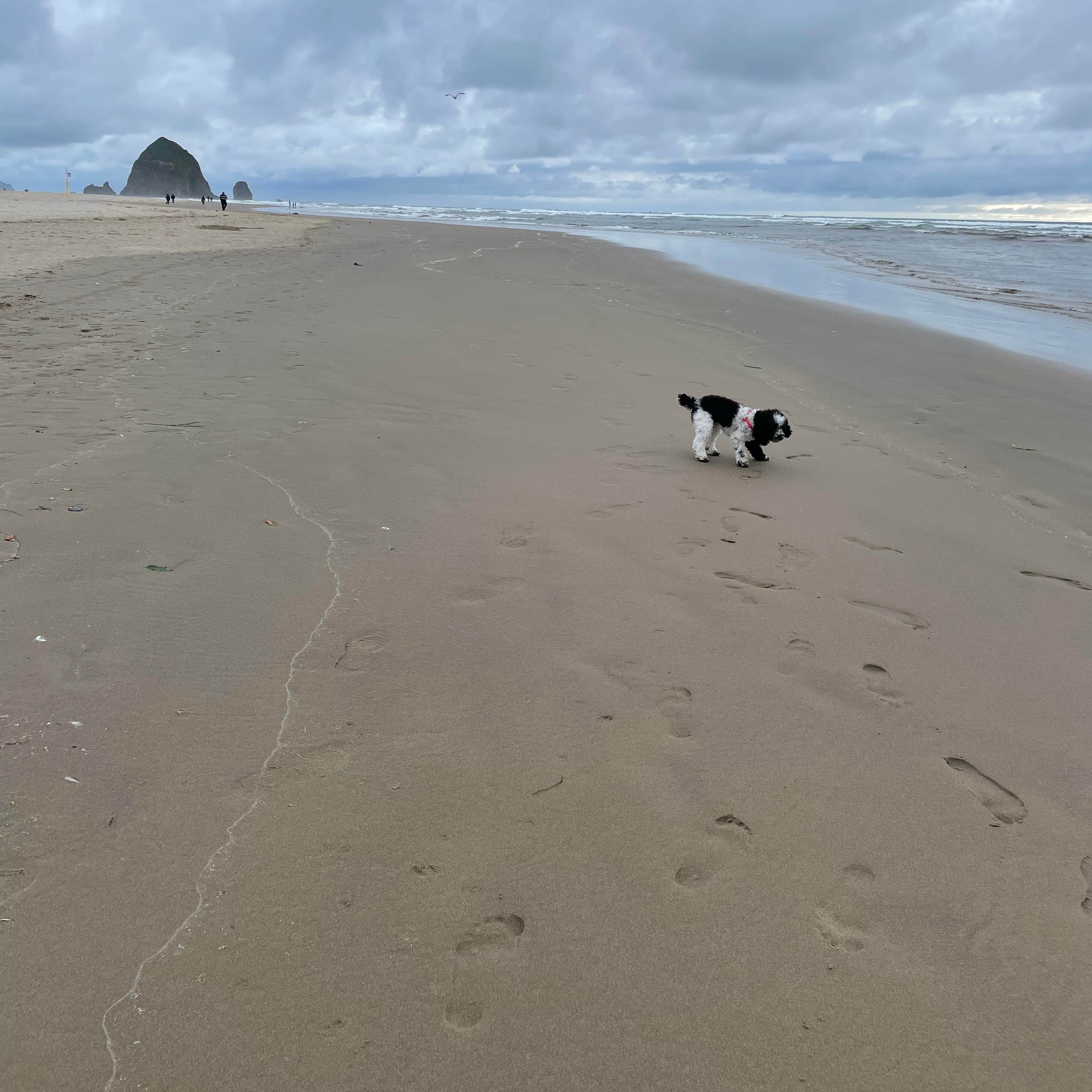 Sea Ranch Resort Camping | Cannon Beach, Oregon