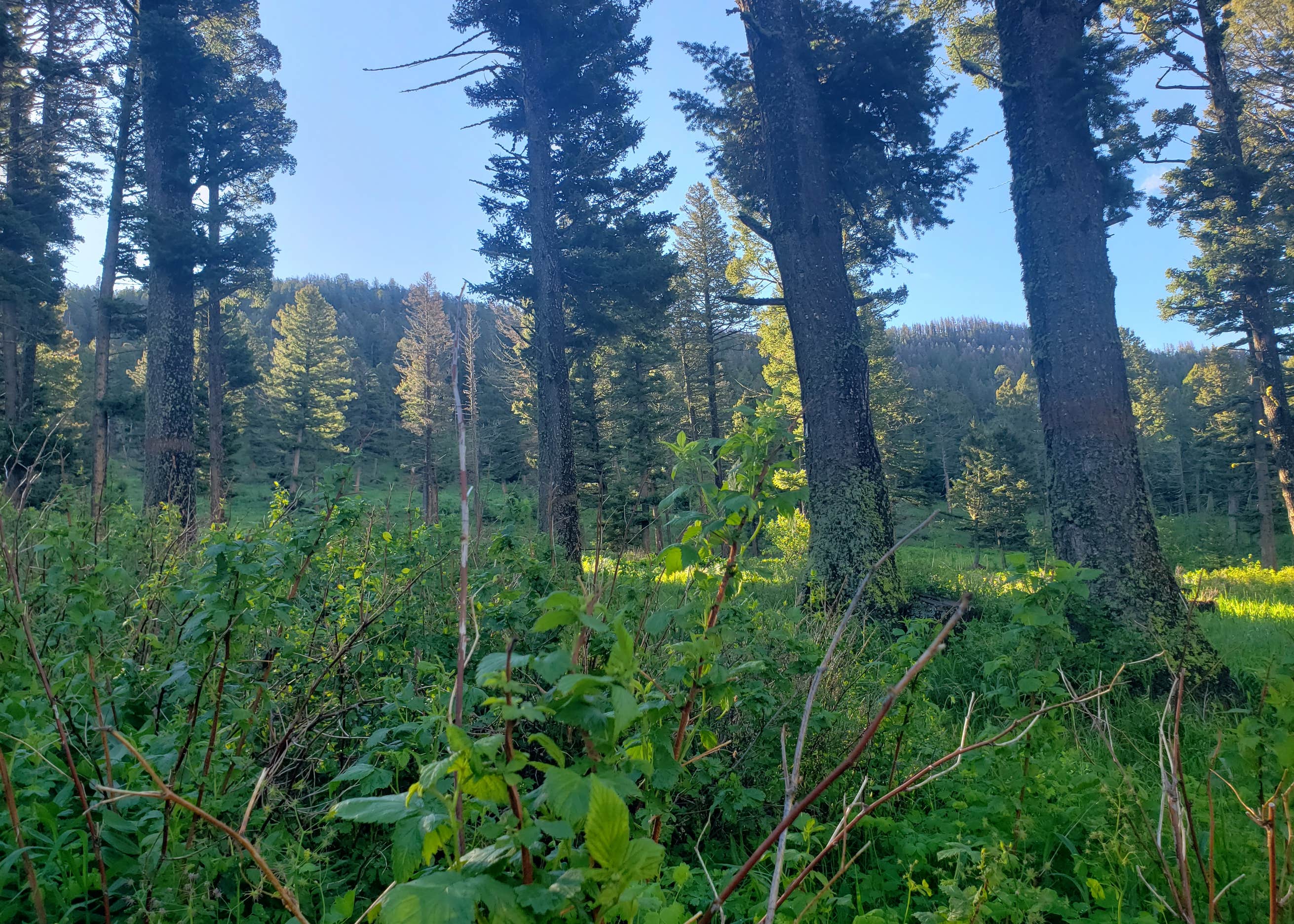 Battle Ridge Campground Camping | The Dyrt