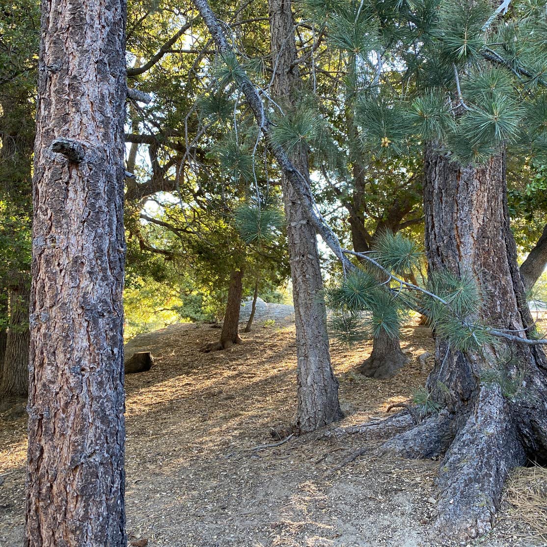 Thousand Trails Idyllwild Camping | Idyllwild, CA