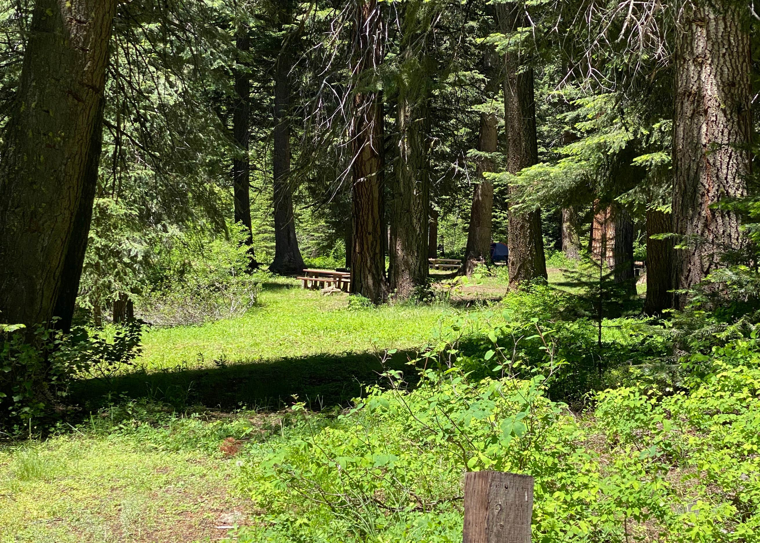 McBride Campground Camping | The Dyrt