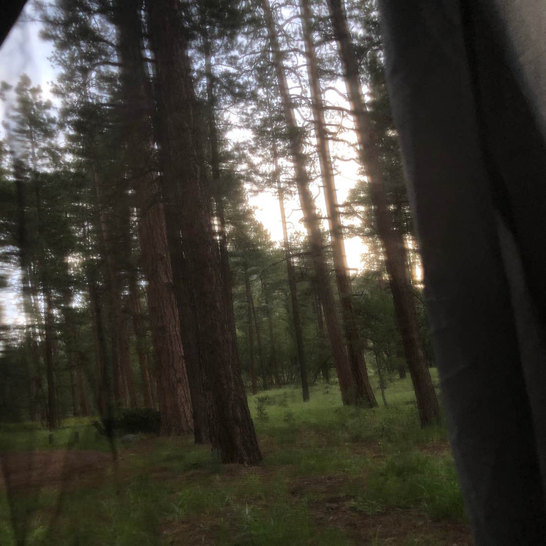 Alpine Divide Campground | Alpine, AZ