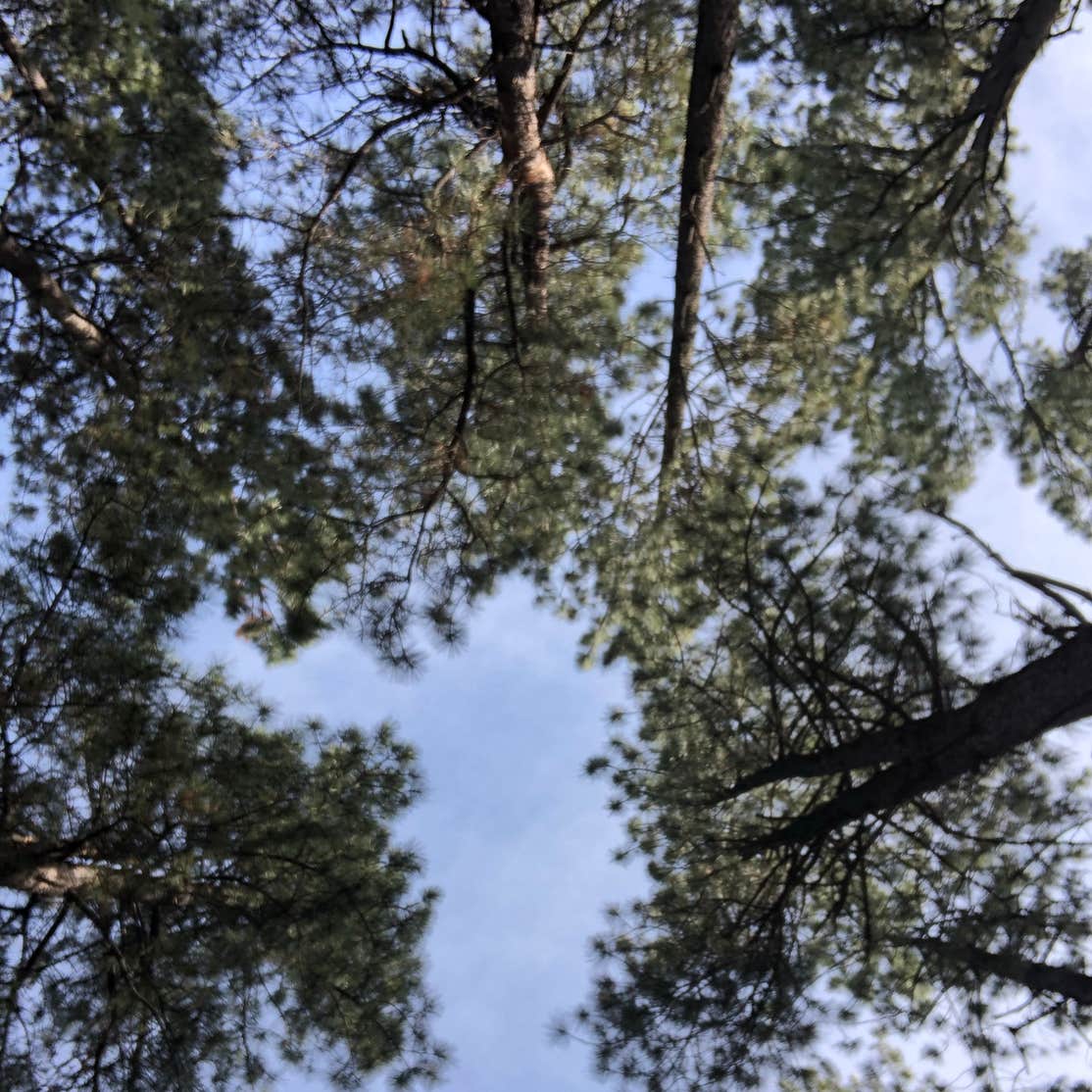 Alpine Divide Campground | Alpine, Arizona