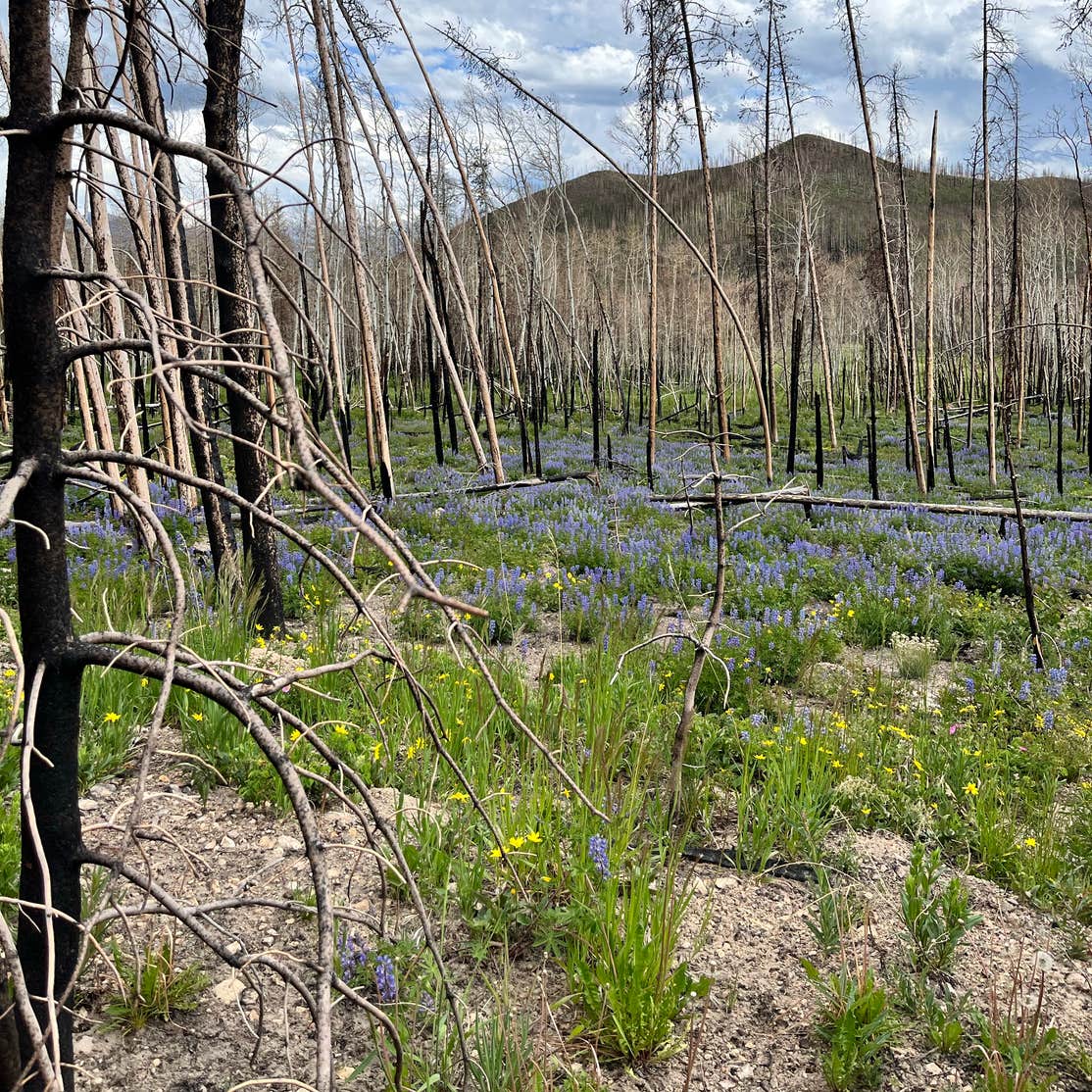 Stillwater Pass Dispersed Campsite Camping | The Dyrt
