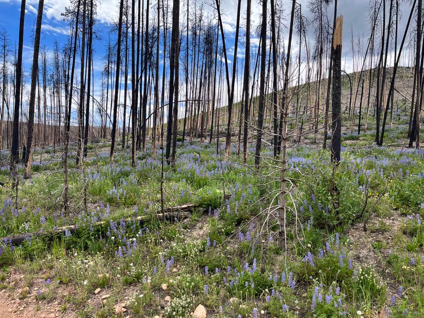 Stillwater Pass Dispersed Campsite Camping | The Dyrt