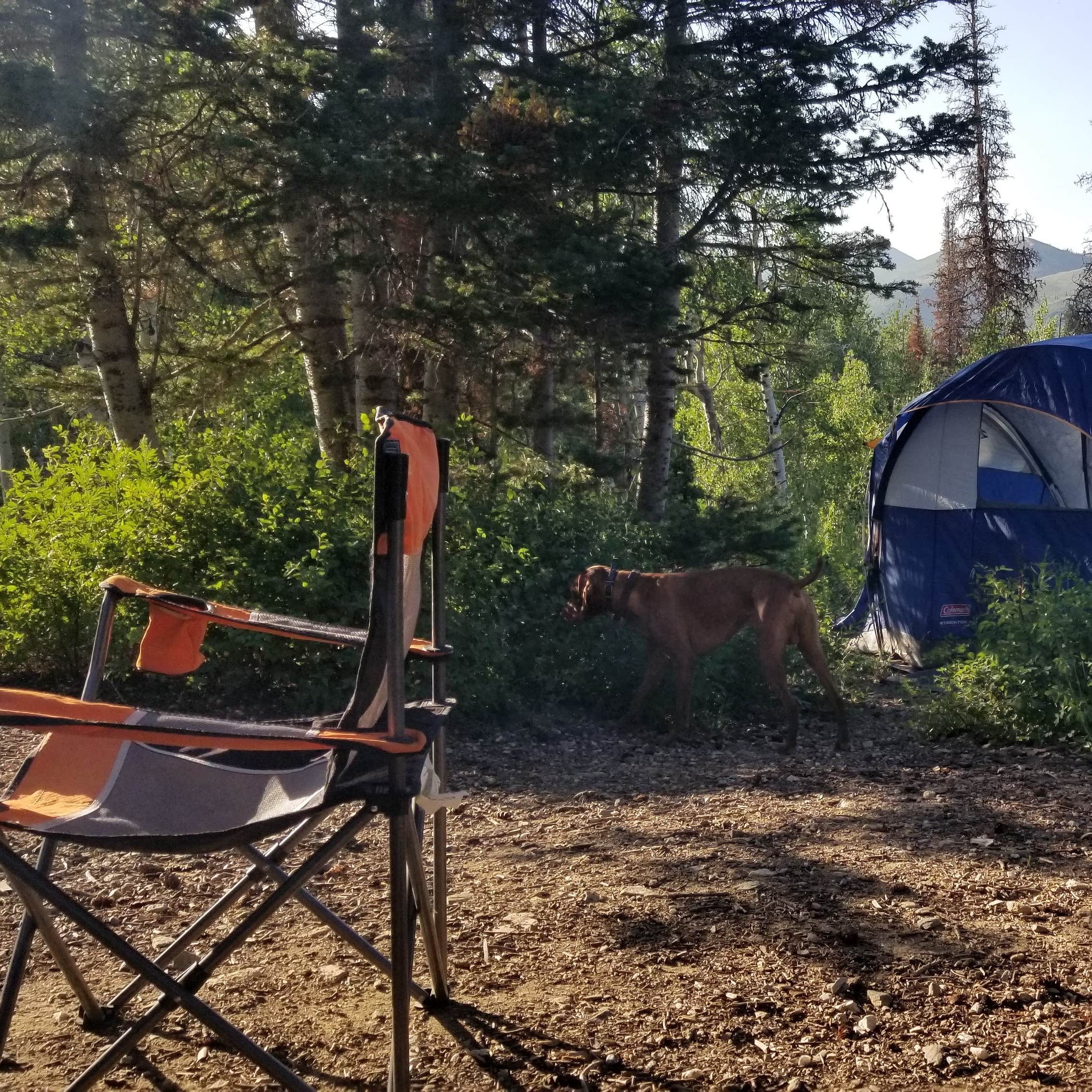 Bountiful Peak Campground Camping | The Dyrt
