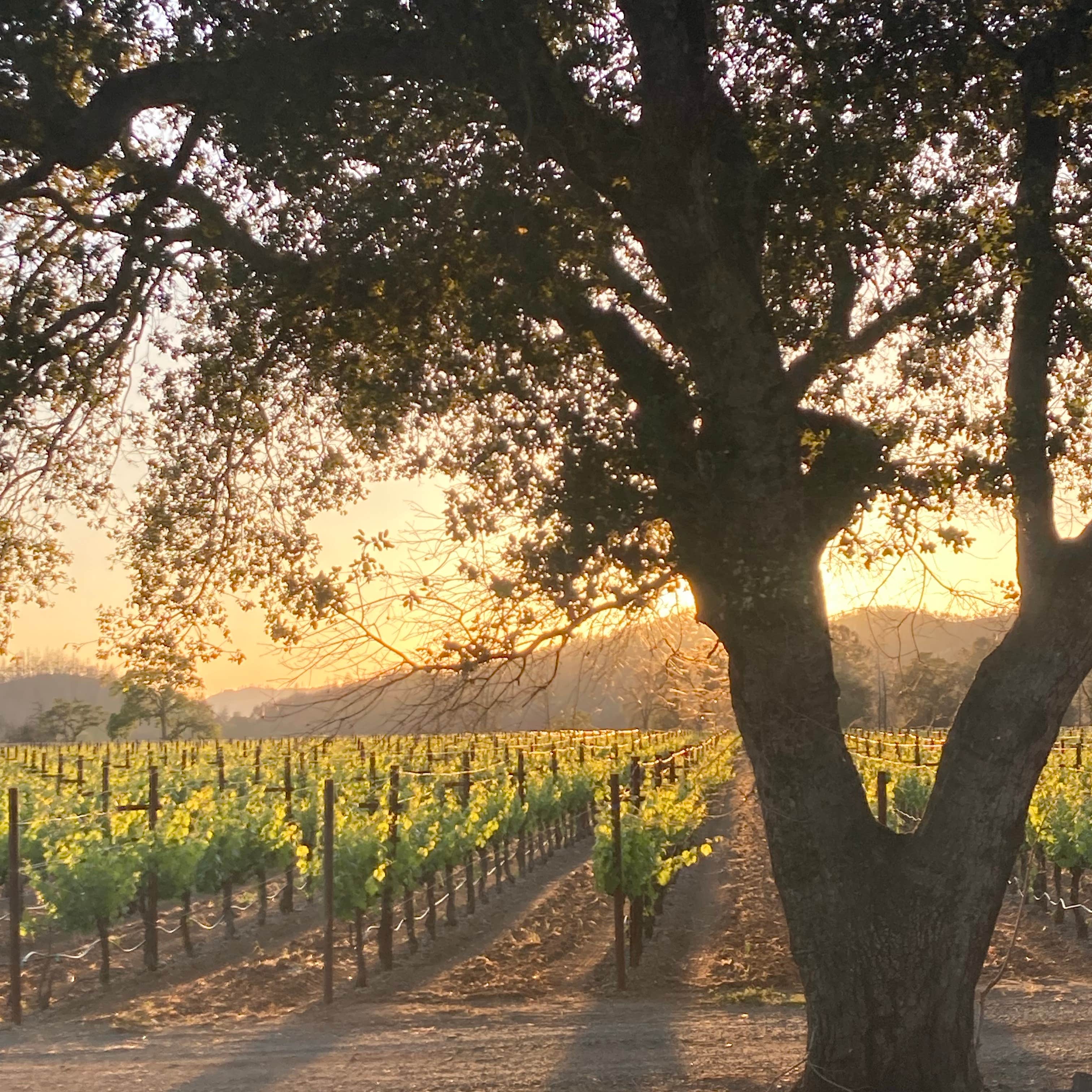 Ritchey Creek Campground — Bothe-Napa Valley State Park | Calistoga, CA