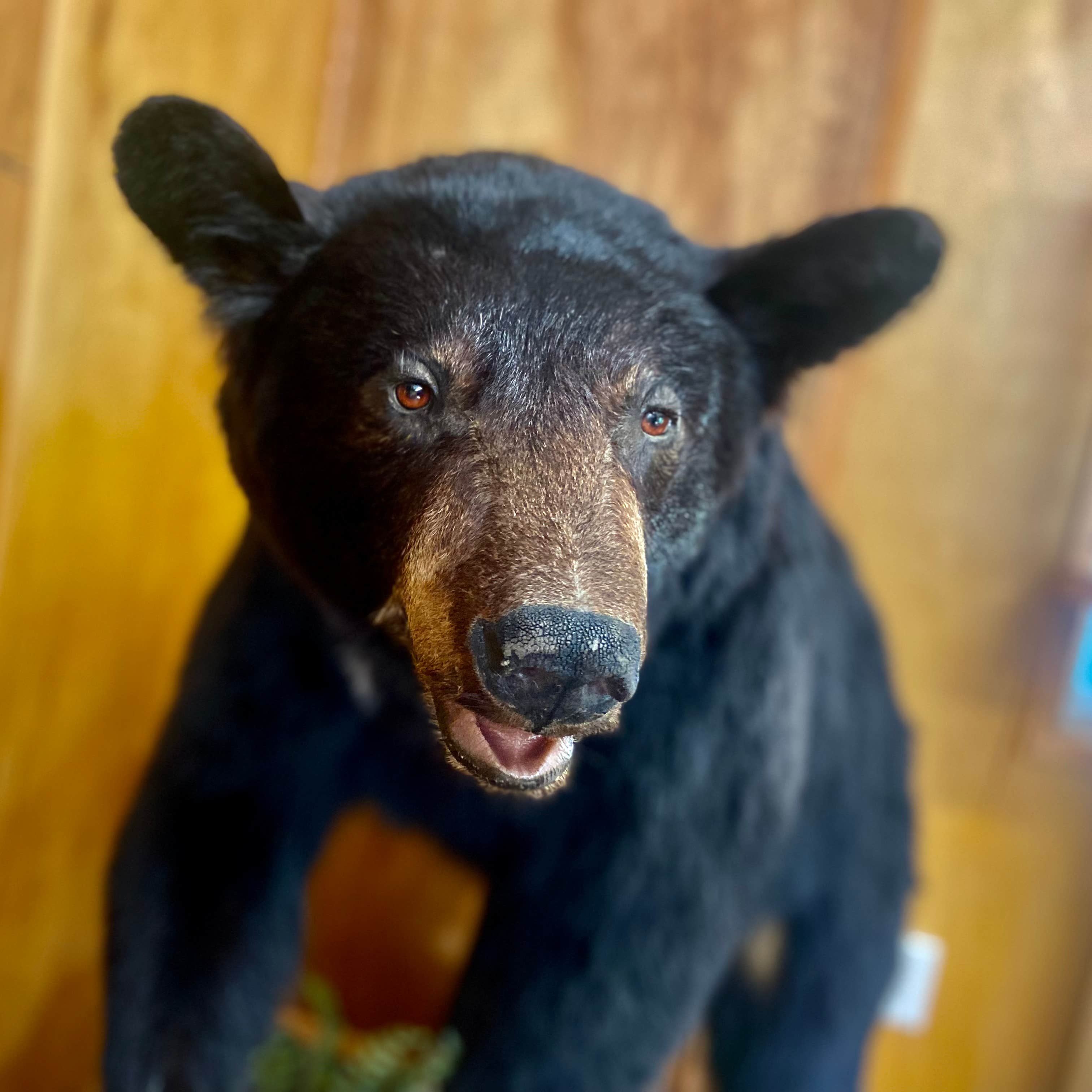 Riverbend Campground | DuPont, Washington