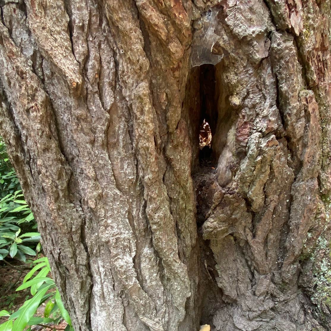 Boone KOA Camping | Boone, North Carolina