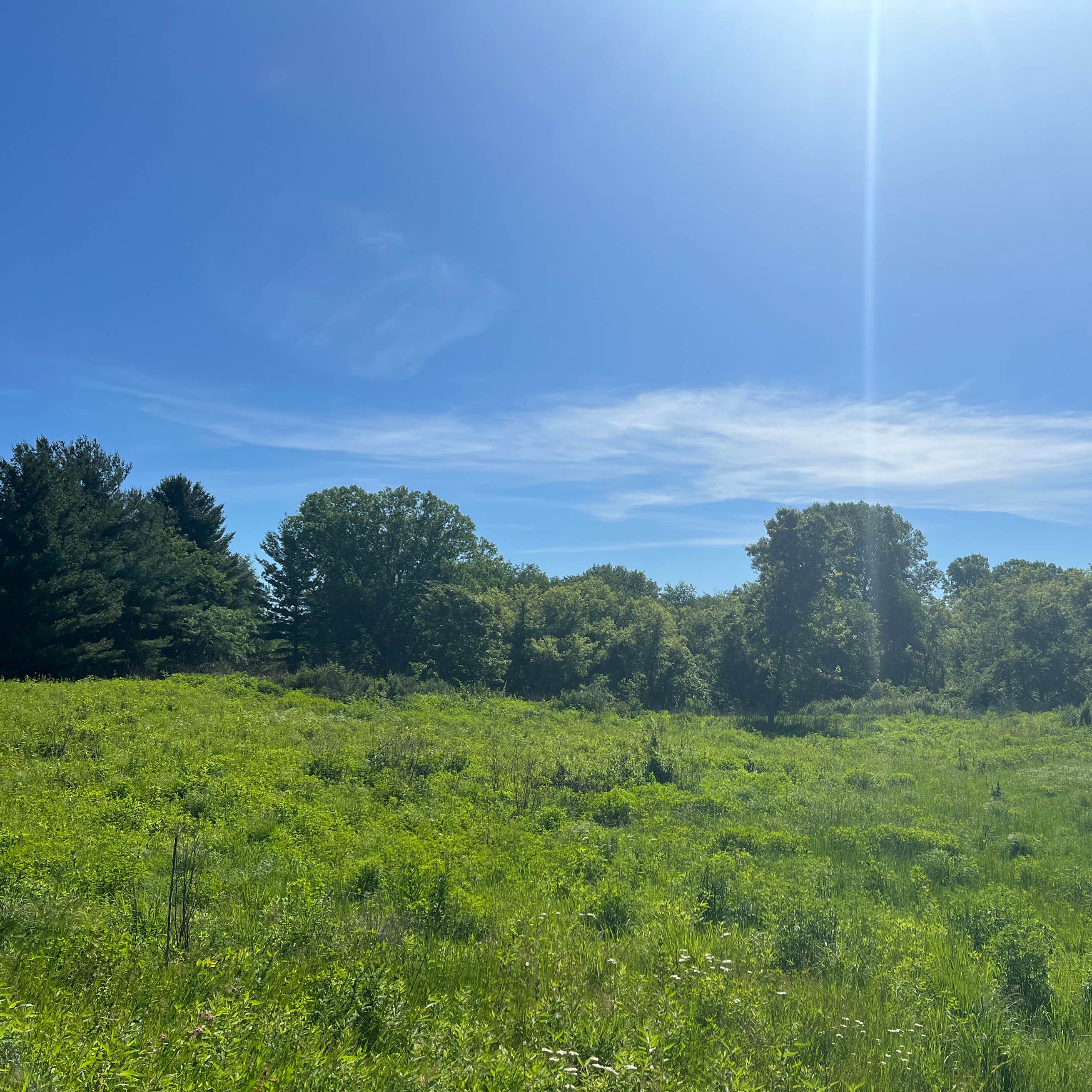 Pinicon Ridge Park Camping | Central City, Iowa