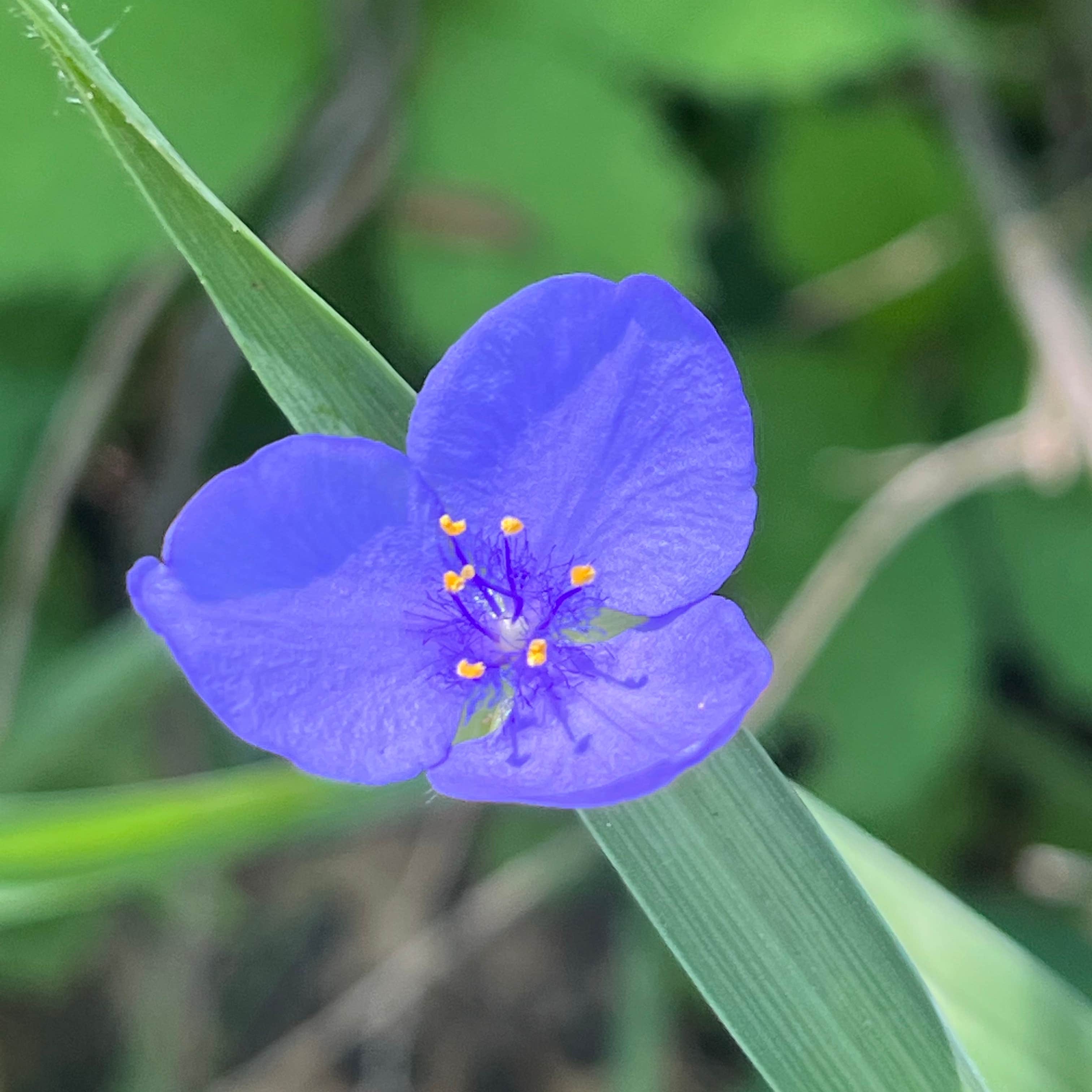 Pinicon Ridge Park Camping | Central City, Iowa