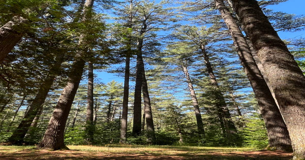 Sharp Bridge Campground | Witherbee, New York