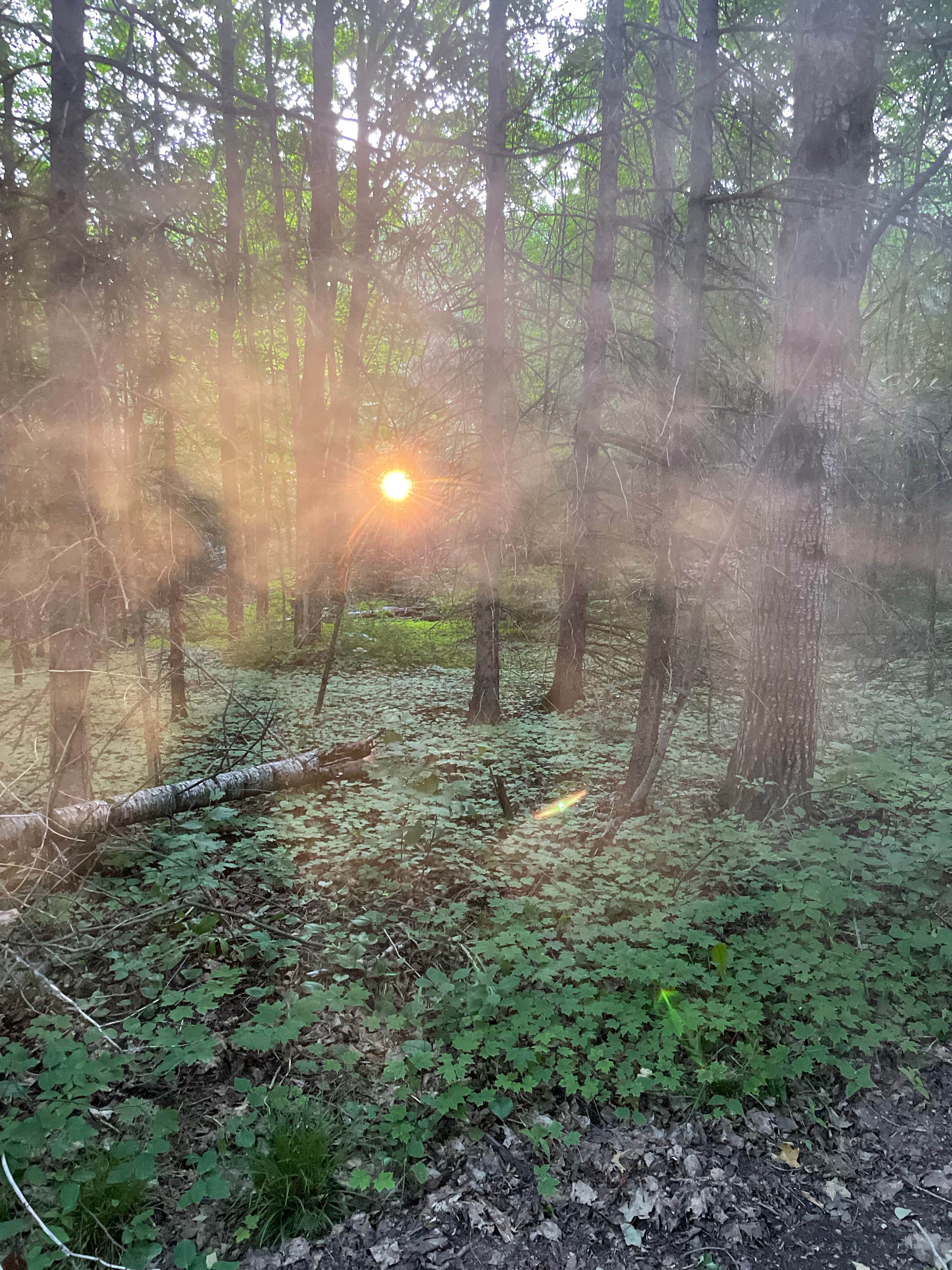 Forest Lake State Forest Campground | Chatham, Michigan