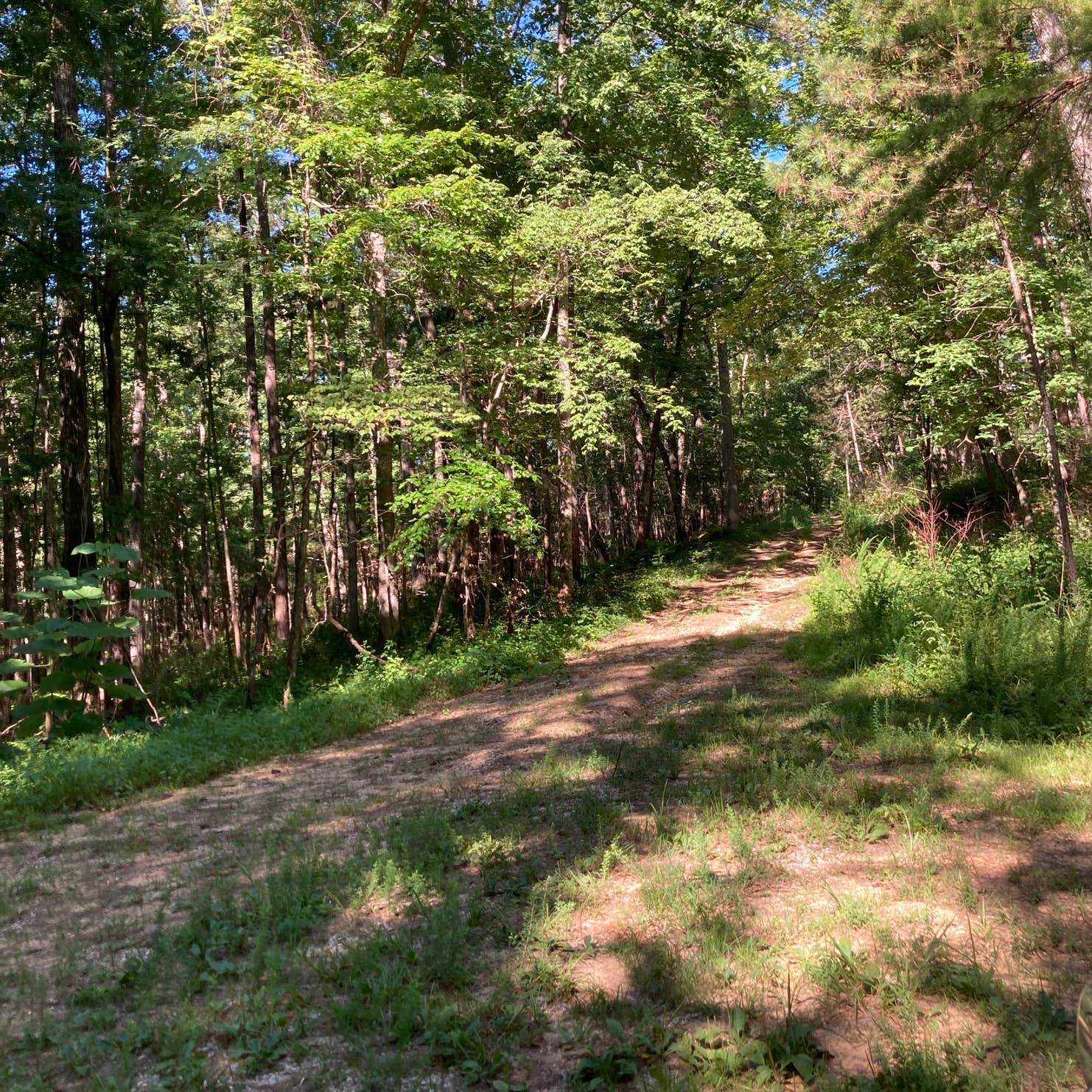 Boondock Dispersed Camping Alabama | Bankhead National Forest, AL