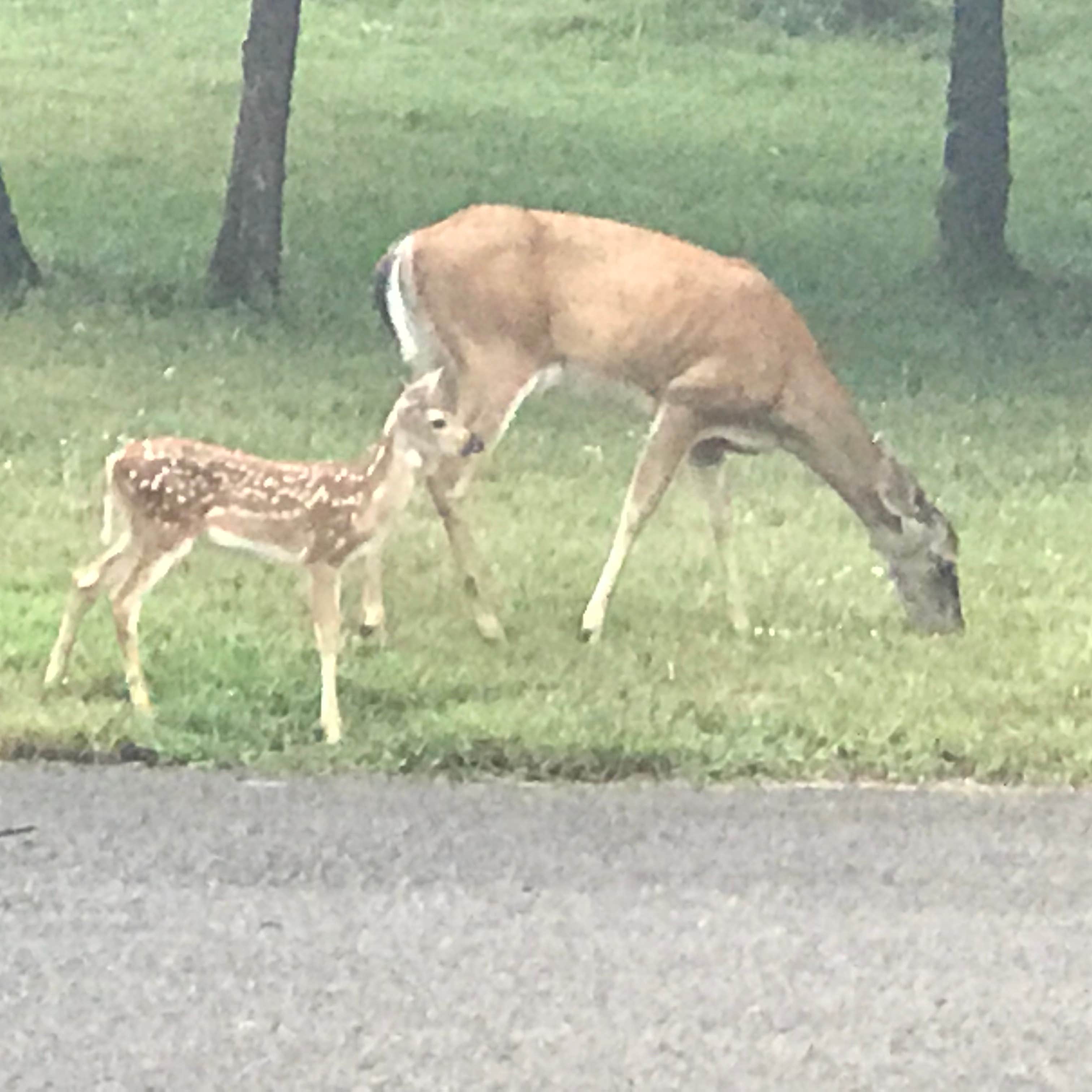 Bledsoe Creek State Park Camping | The Dyrt