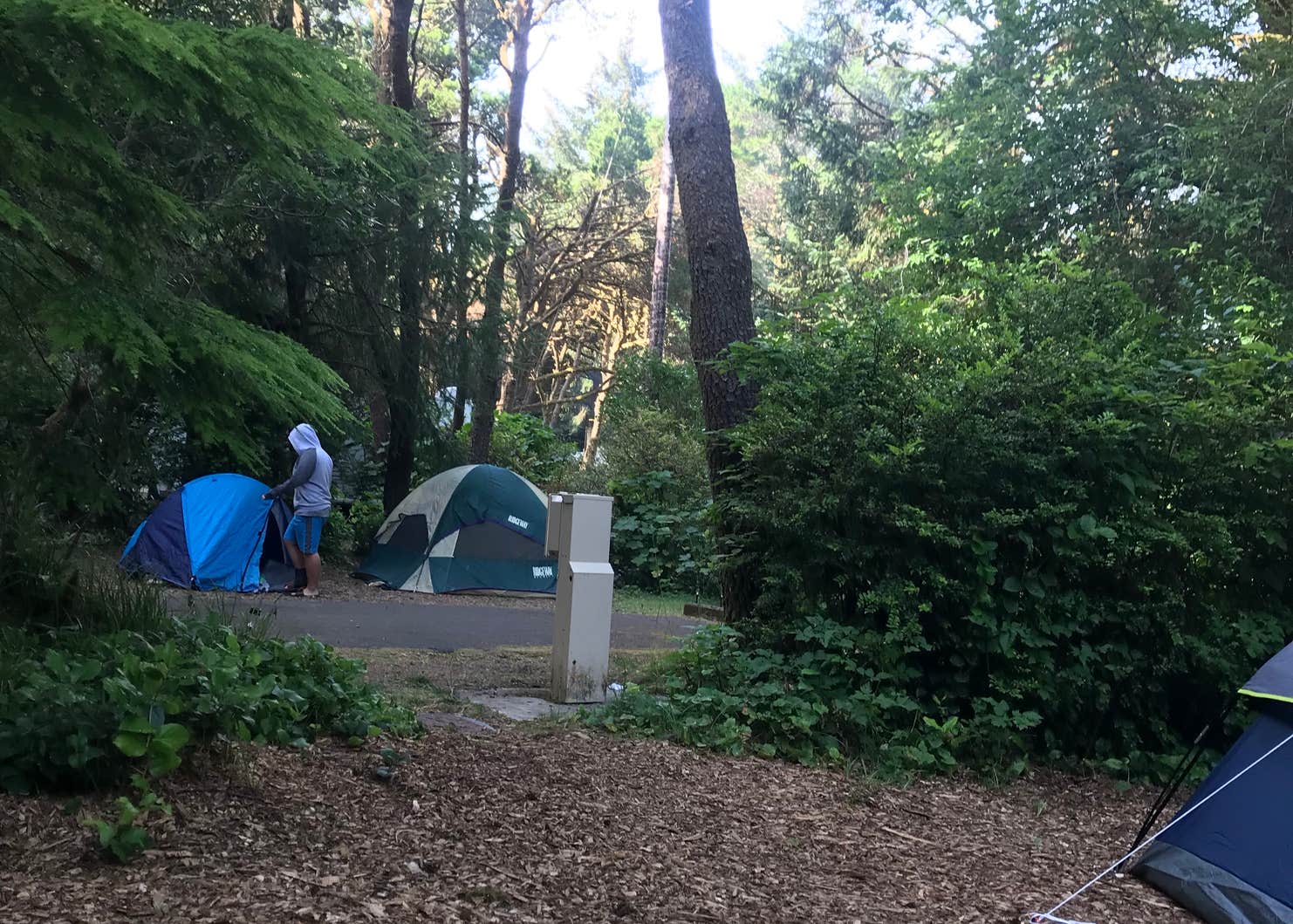 Carl G. Washburne Memorial State Park Camping | Florence, OR | The Dyrt