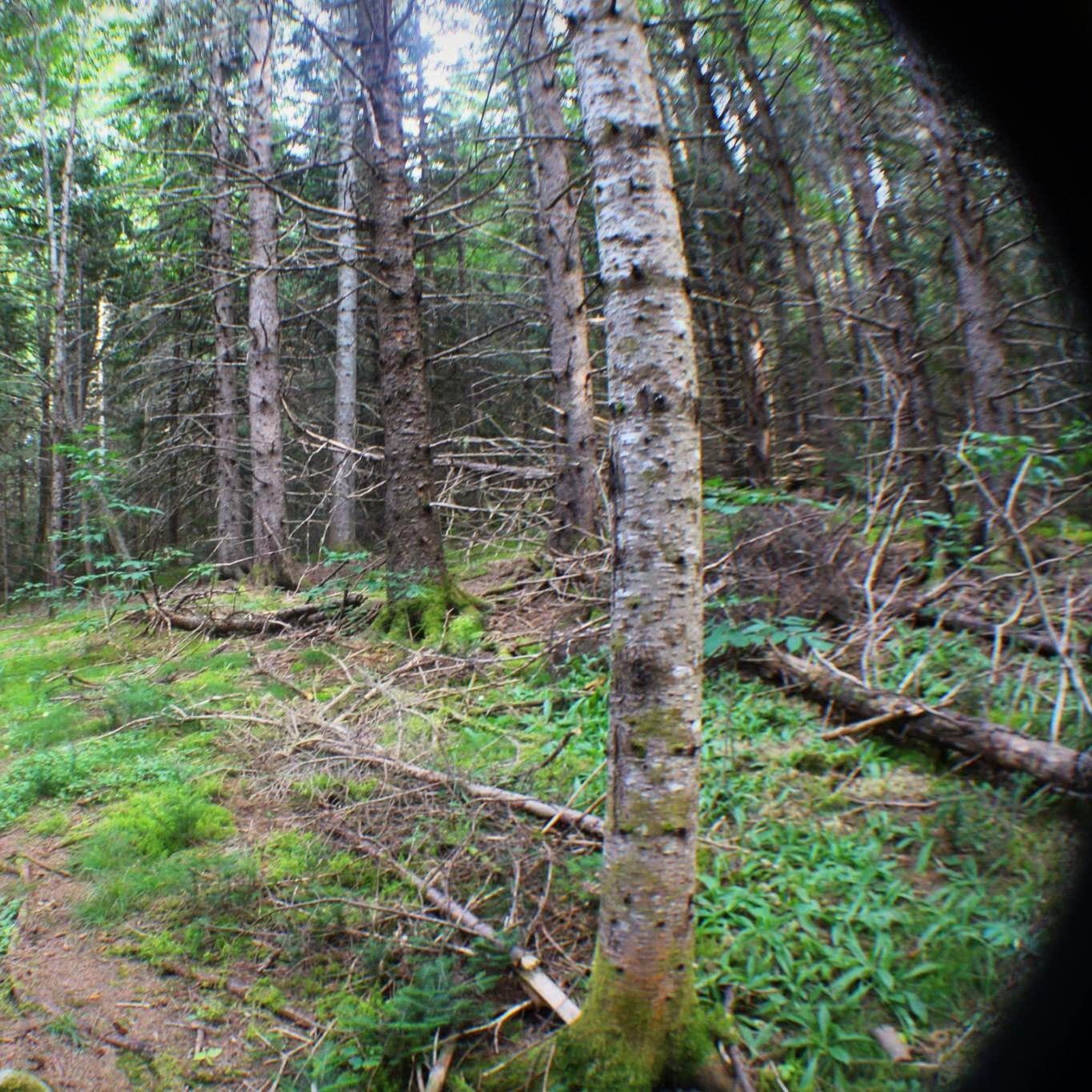 Abol Bridge Campground & Store Camping | The Dyrt