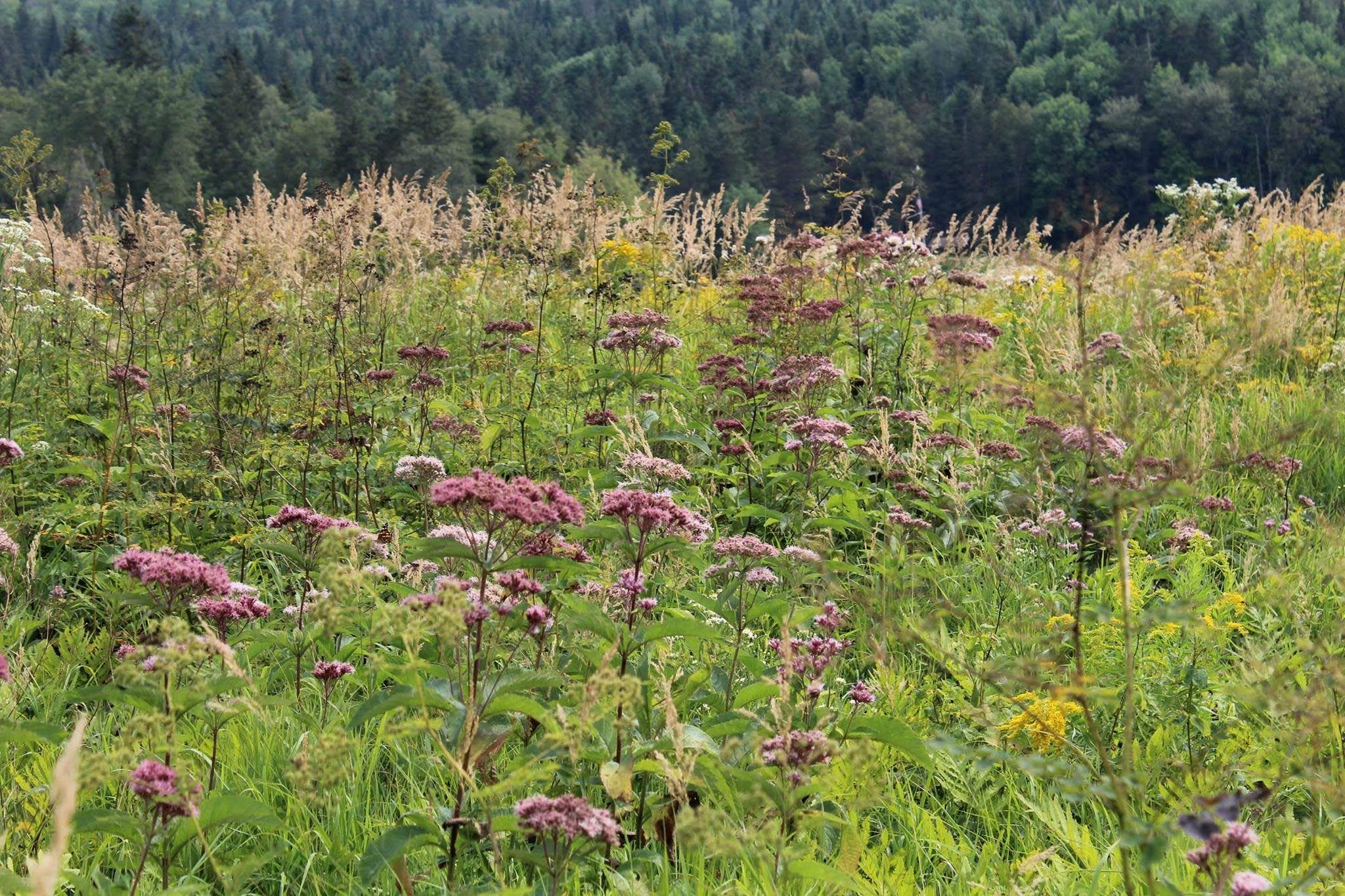 Abol Bridge Campground & Store | Millinocket, ME