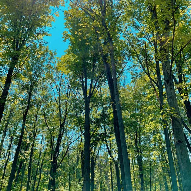 Hamlin Beach State Park Camping | The Dyrt