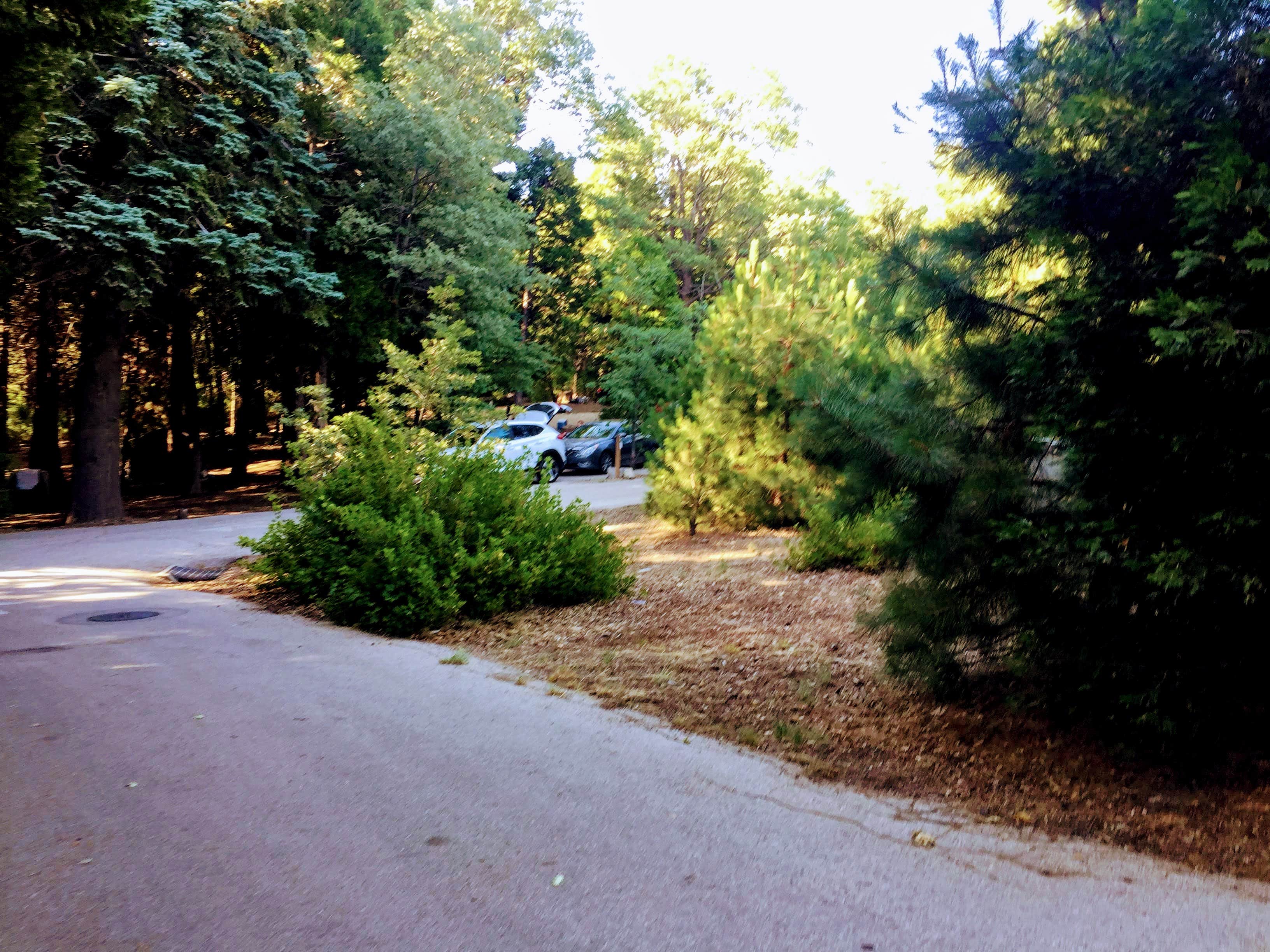 Dogwood Camping | Rimforest, California