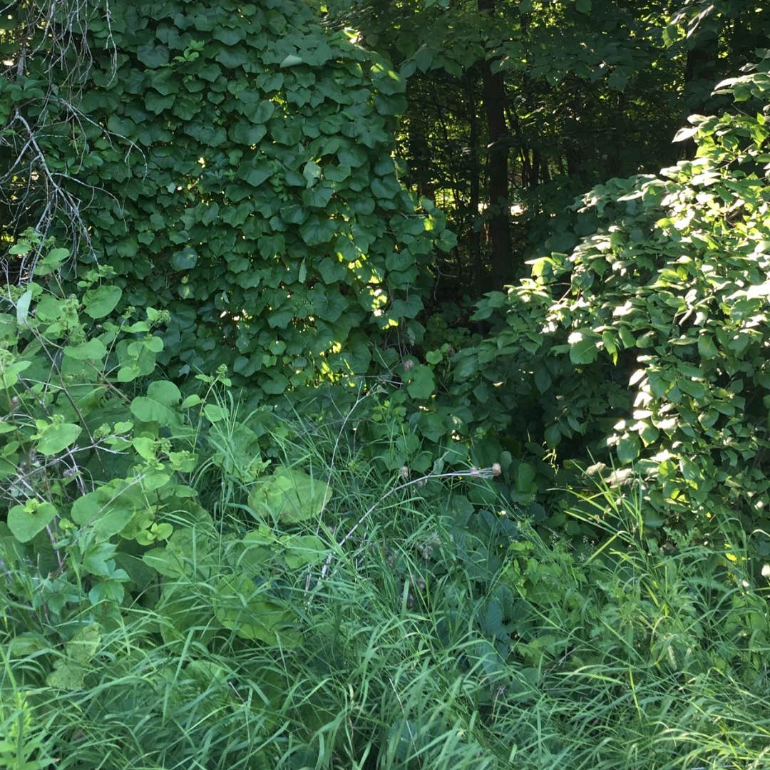 Lake Lida Campground — Maplewood State Park | Erhard, Minnesota