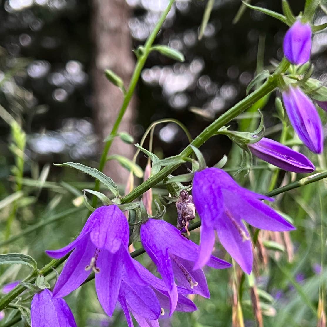 Voss Park City Campground | Butterfield, MN