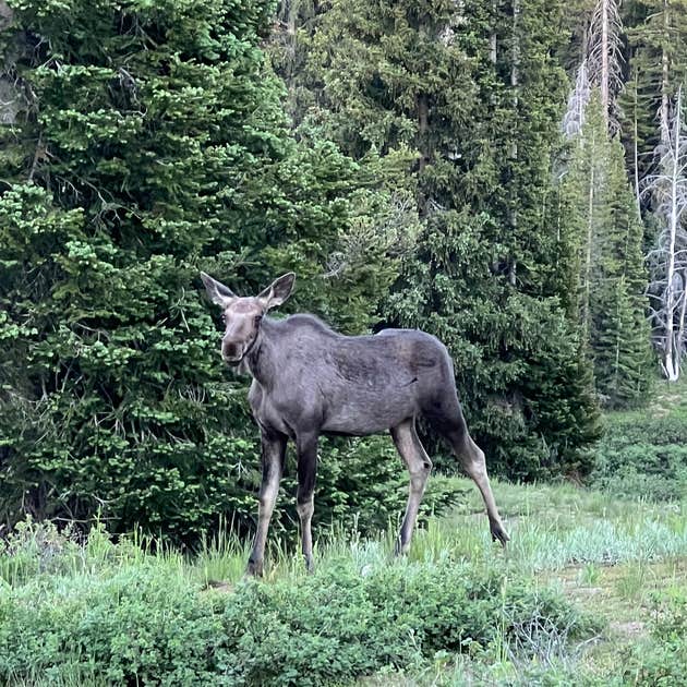 FR-302 Dispersed Camping - Rabbit Ears Pass | Steamboat Springs, CO
