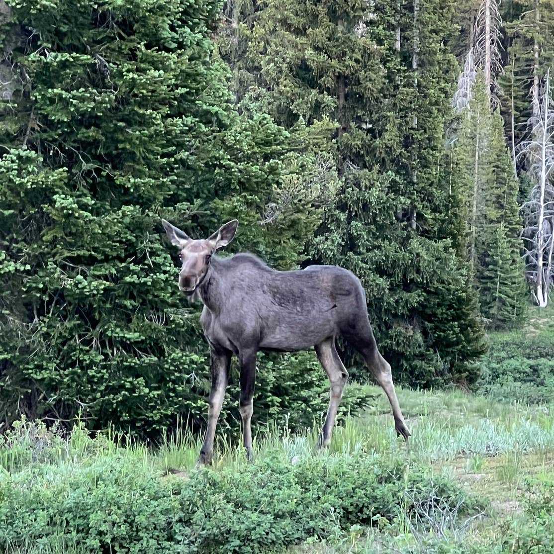 FR-302 Dispersed Camping - Rabbit Ears Pass | Steamboat Springs, Colorado