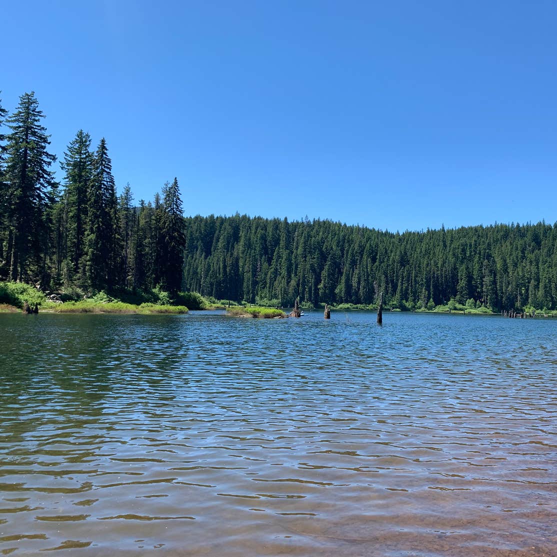Goose Lake Campground | Trout Lake, WA