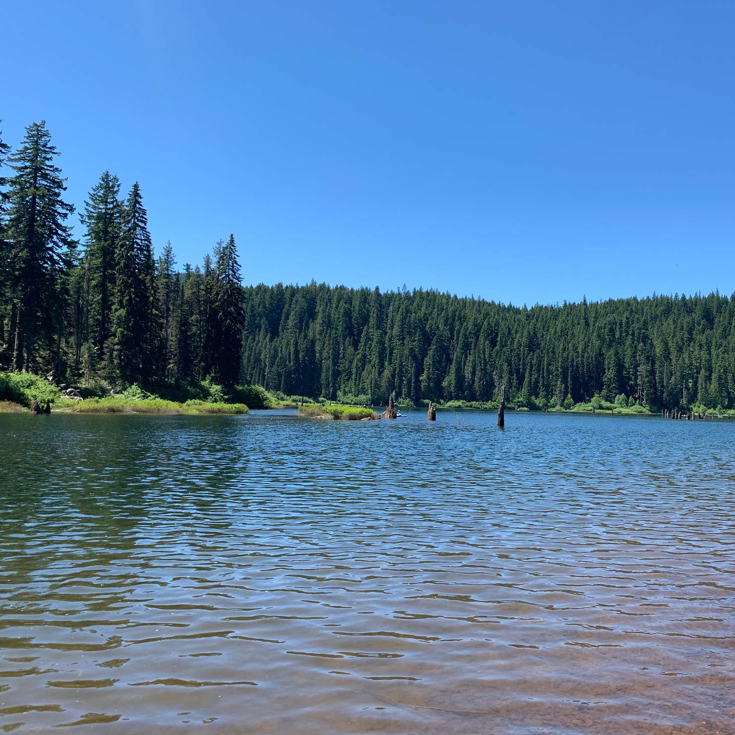 Goose Lake Campground | Trout Lake, Washington