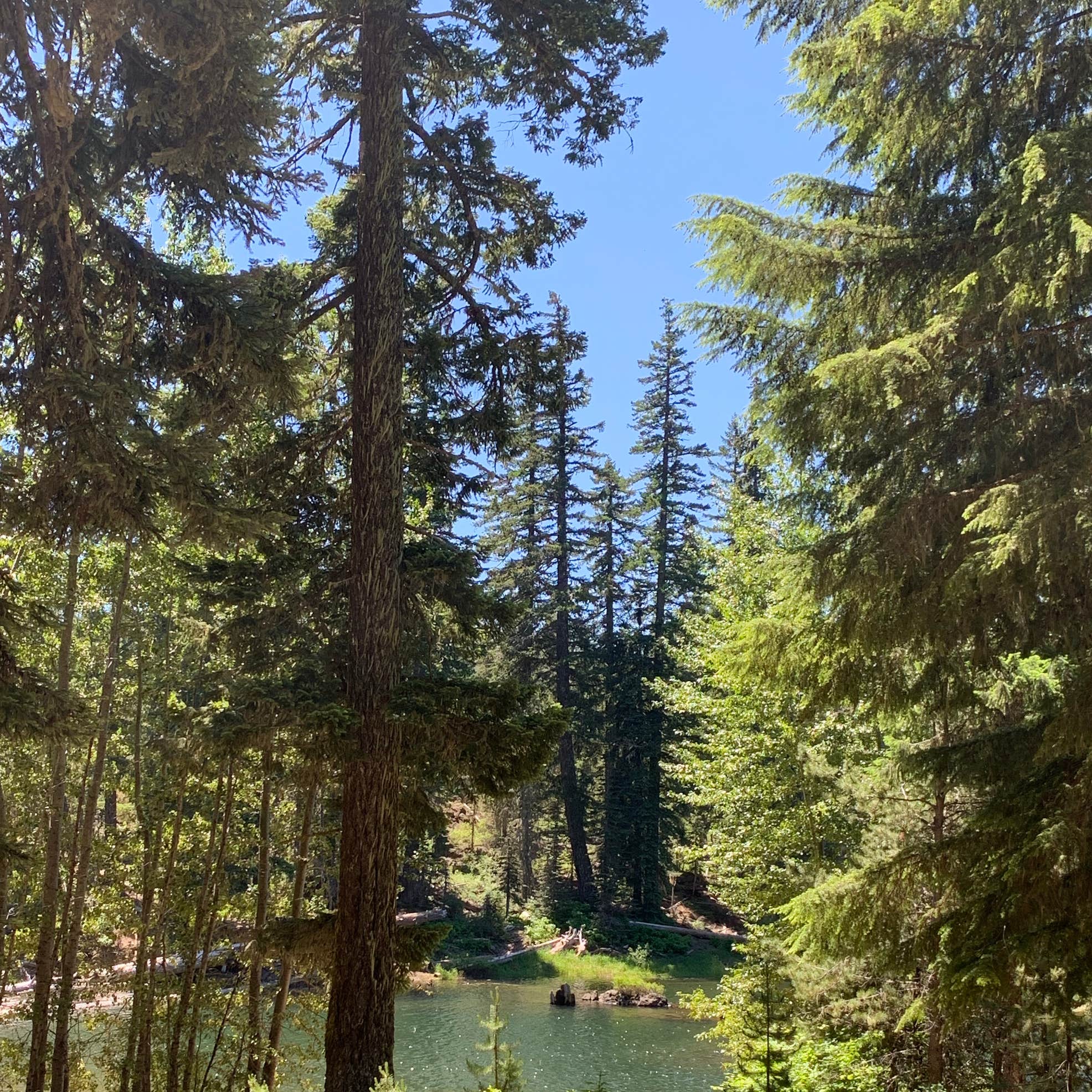 Goose Lake Campground | Trout Lake, WA