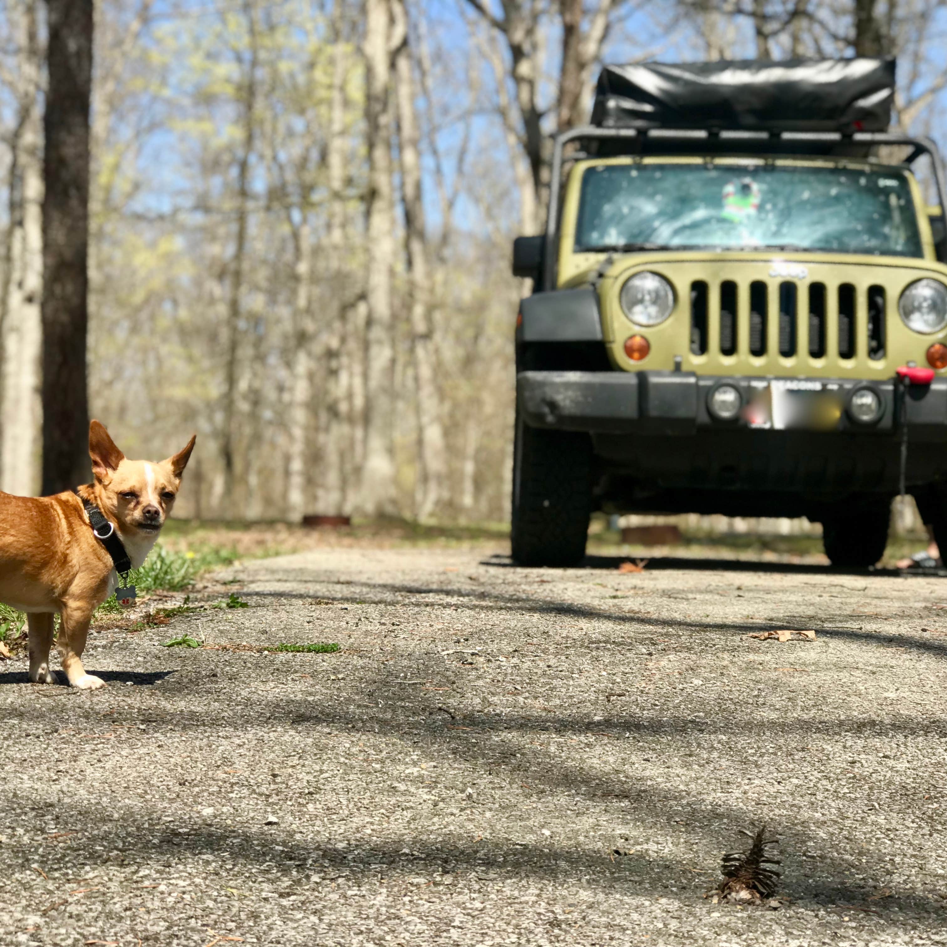 Deam Lake State Rec Area Camping | The Dyrt