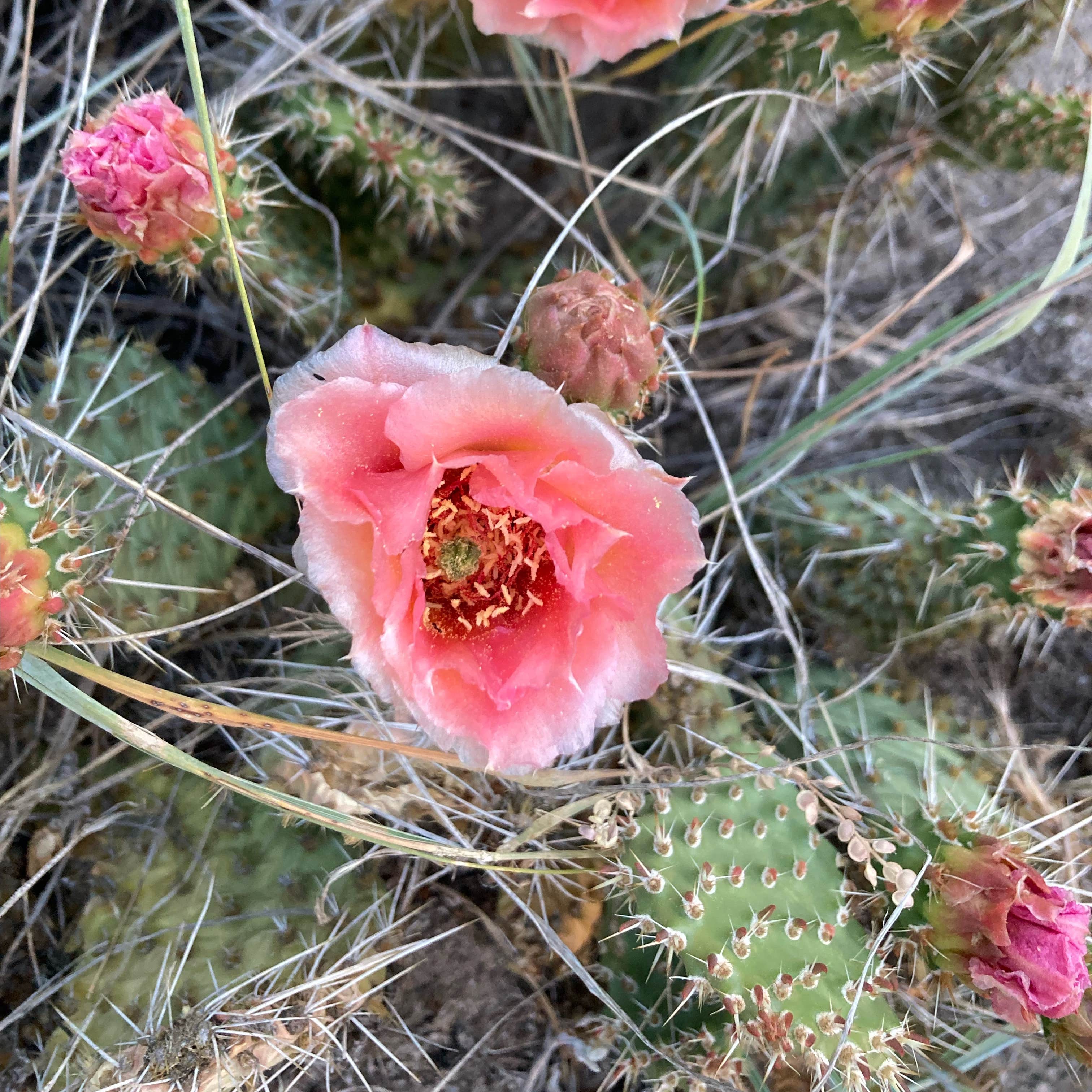 City of Rocks Campground — City of Rocks Natural Reserve | Almo, Idaho