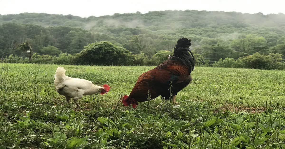 Mother Earth Organic Farm Camping | Cavetown, Maryland