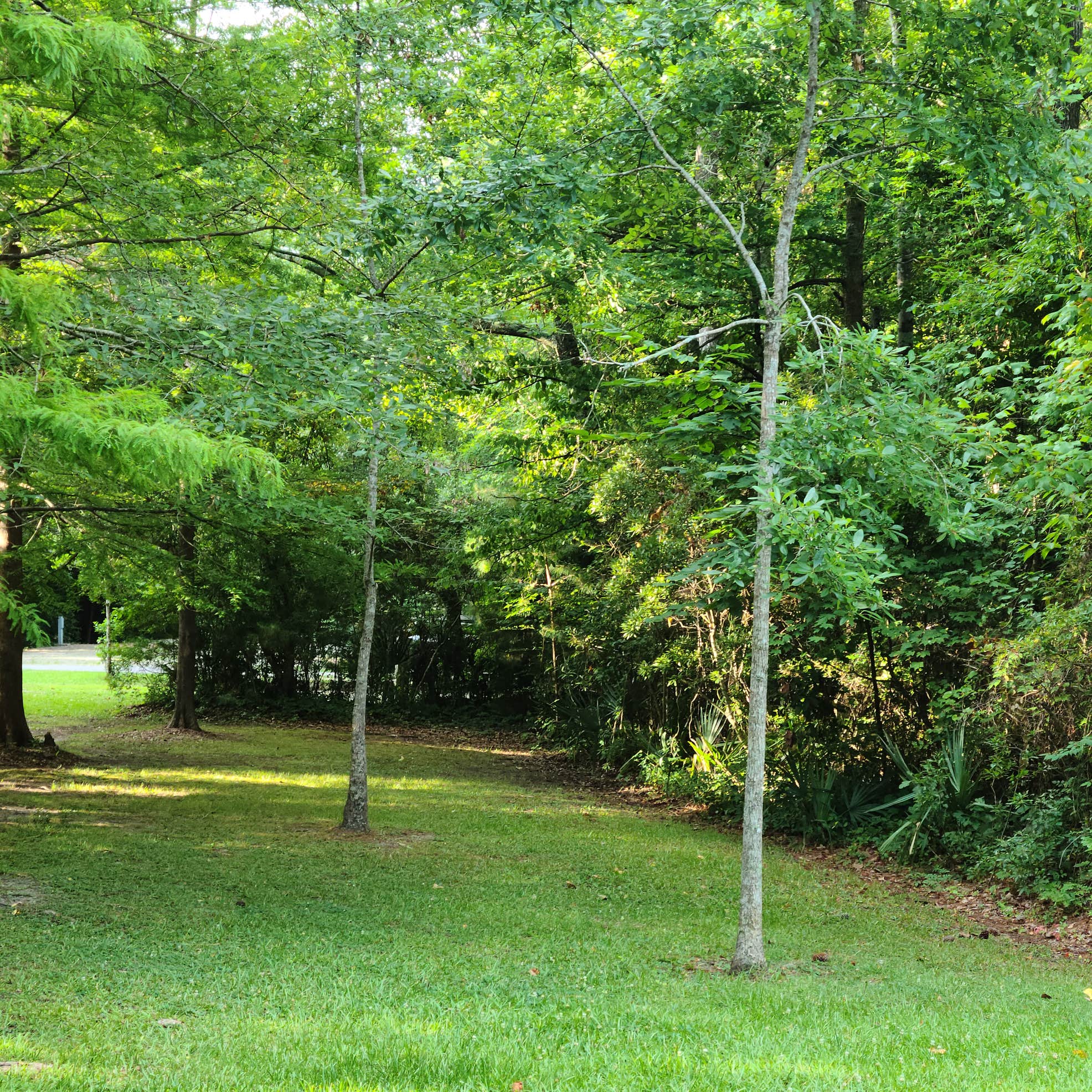 Croatan National Forest Neuse River Campground | Cherry Point, North ...