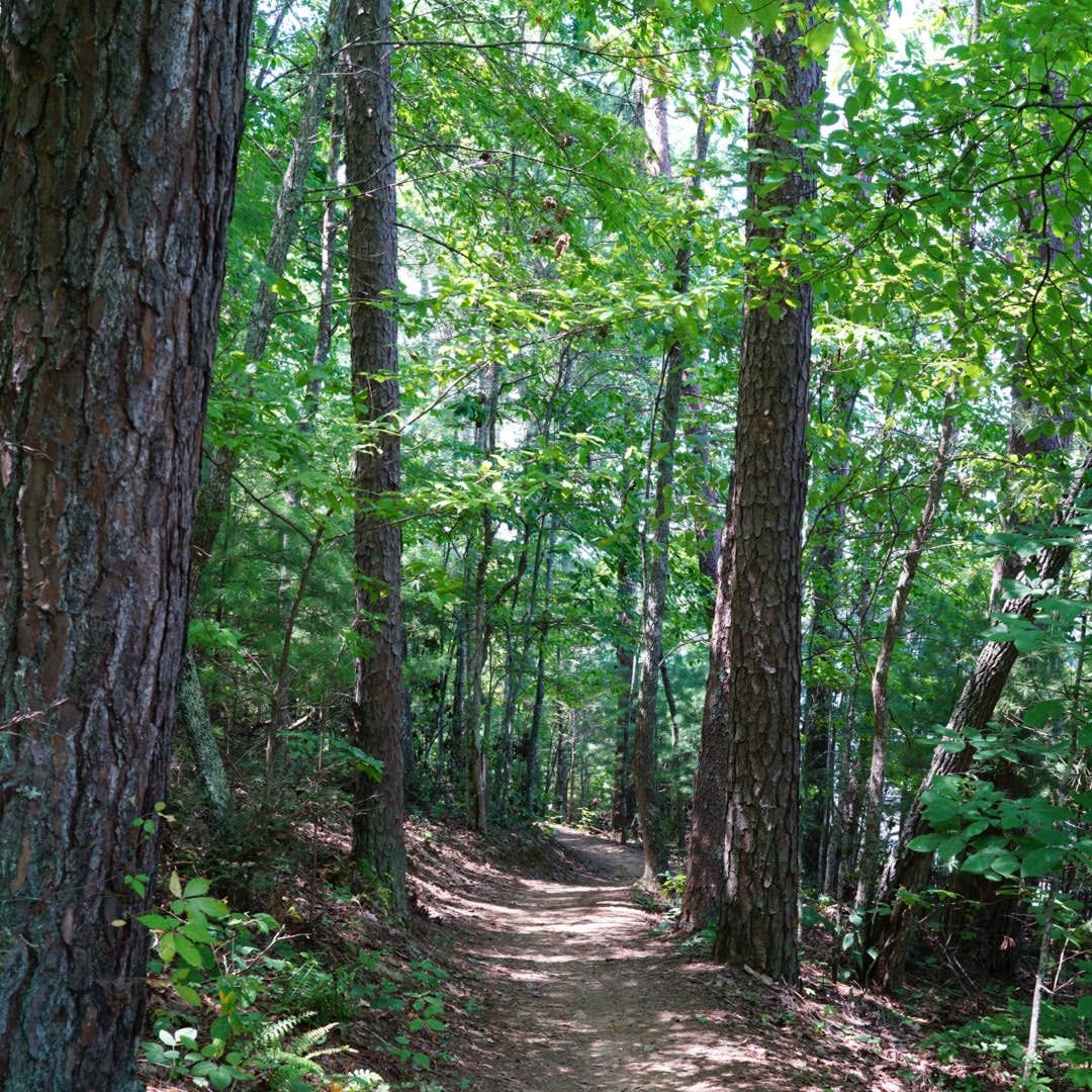 Jackrabbit Mountain Camping | The Dyrt