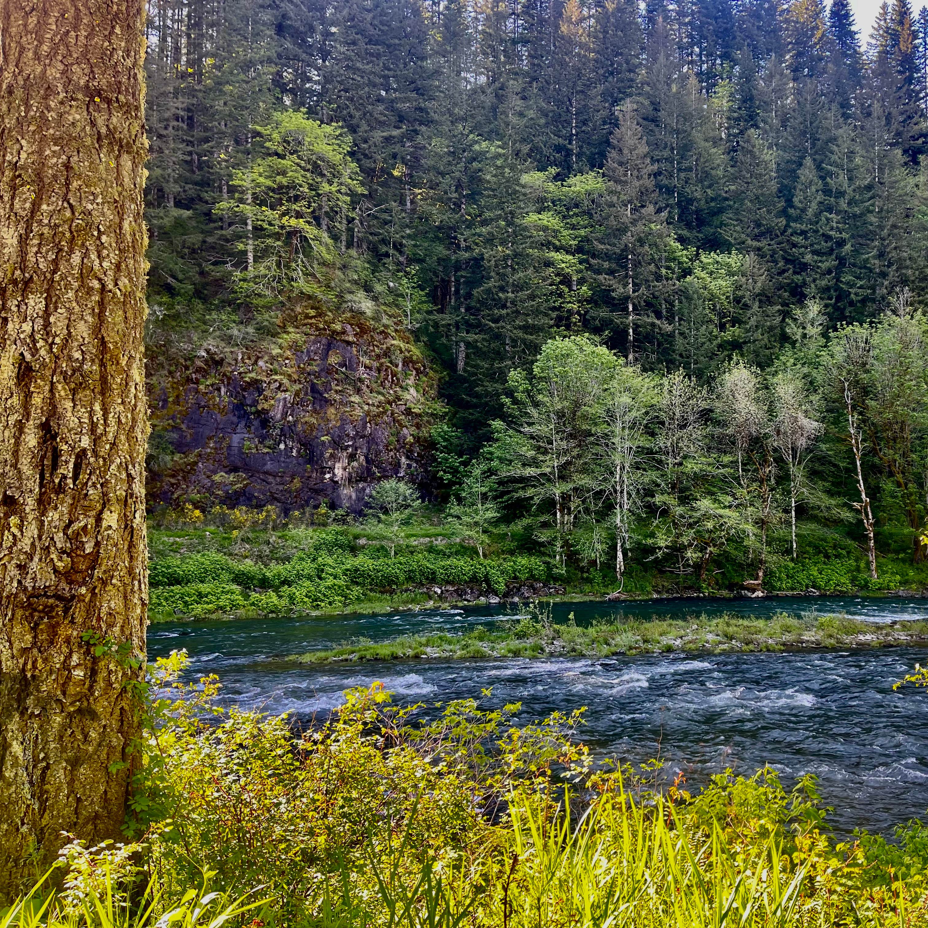 Henry Rierson Spruce Run Campground | Lukarilla, OR