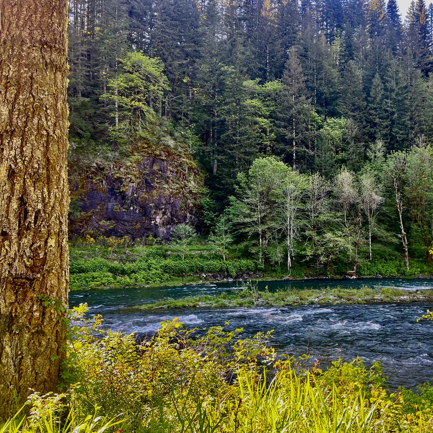 Henry Rierson Spruce Run Campground | Tillamook State Forest, Oregon