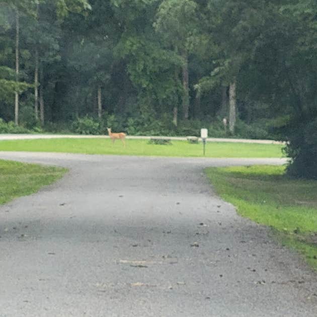 Sidie Hollow County Ridge Campground Camping | The Dyrt