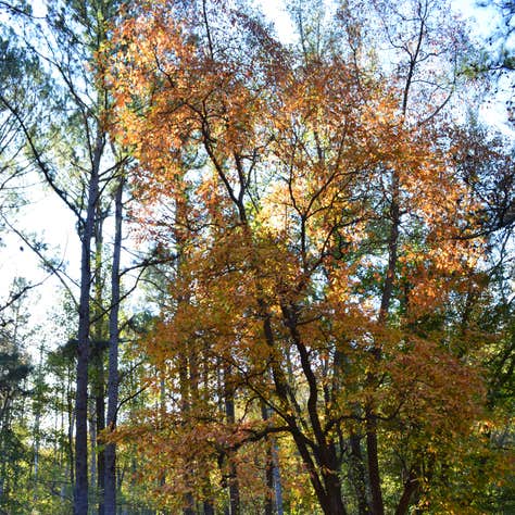 Kyles Landing Campground - Buffalo National River Camping | The Dyrt