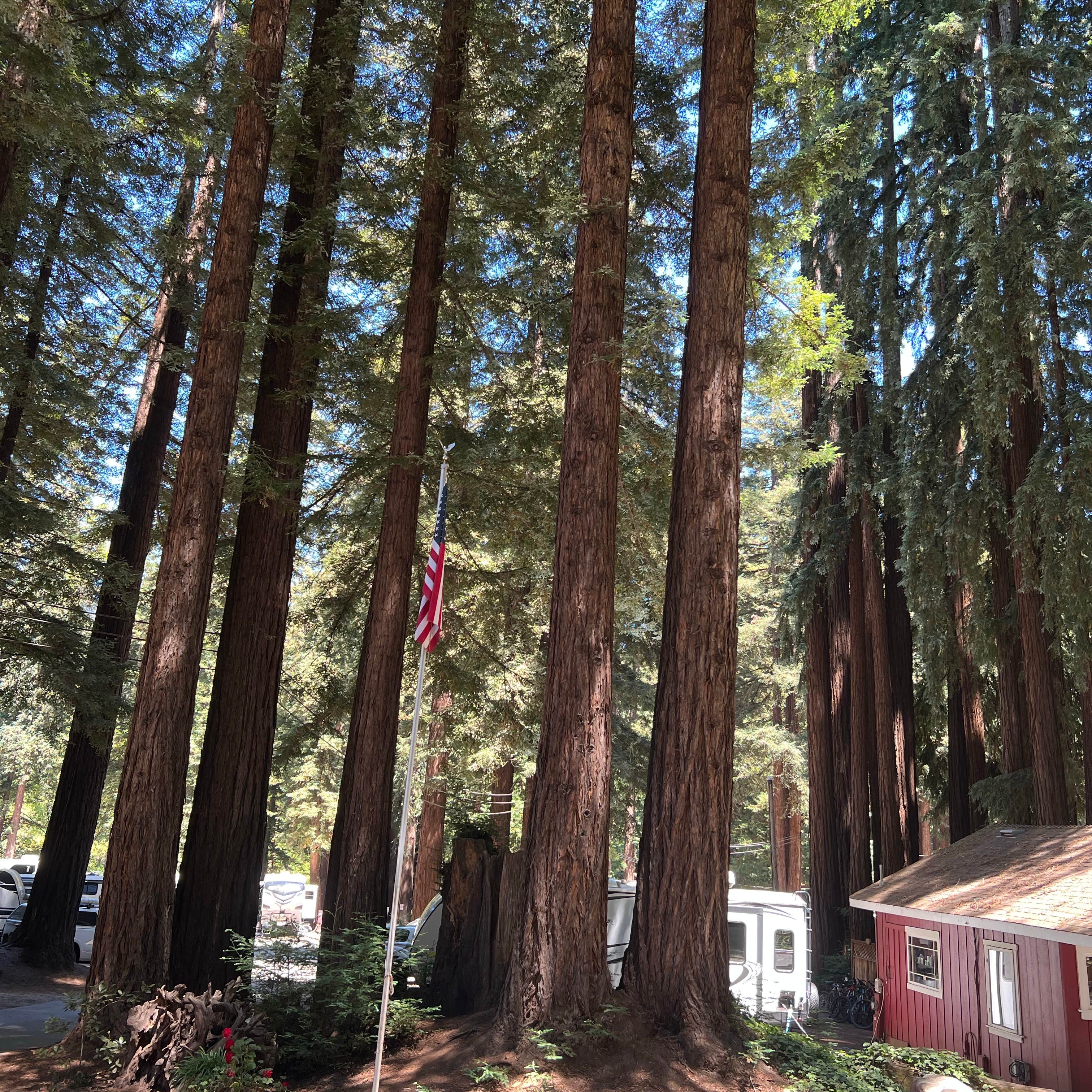 Santa Cruz Redwoods RV Resort | Felton, California