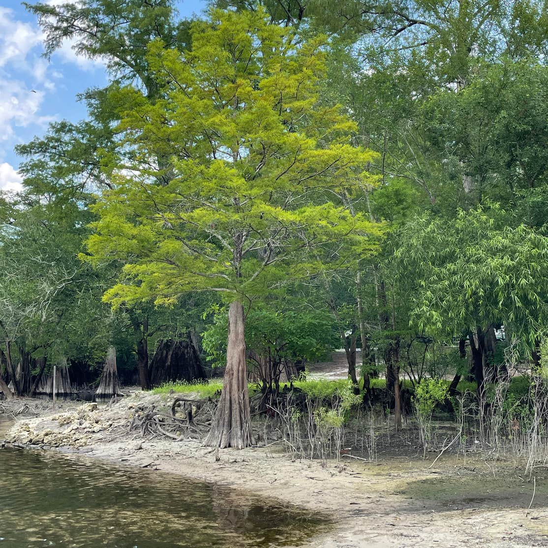 Ellie Ray's RV Resort & Lounge | Branford, Florida