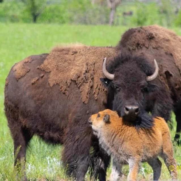 Blue Bell Campground — Custer State Park | Custer, South Dakota