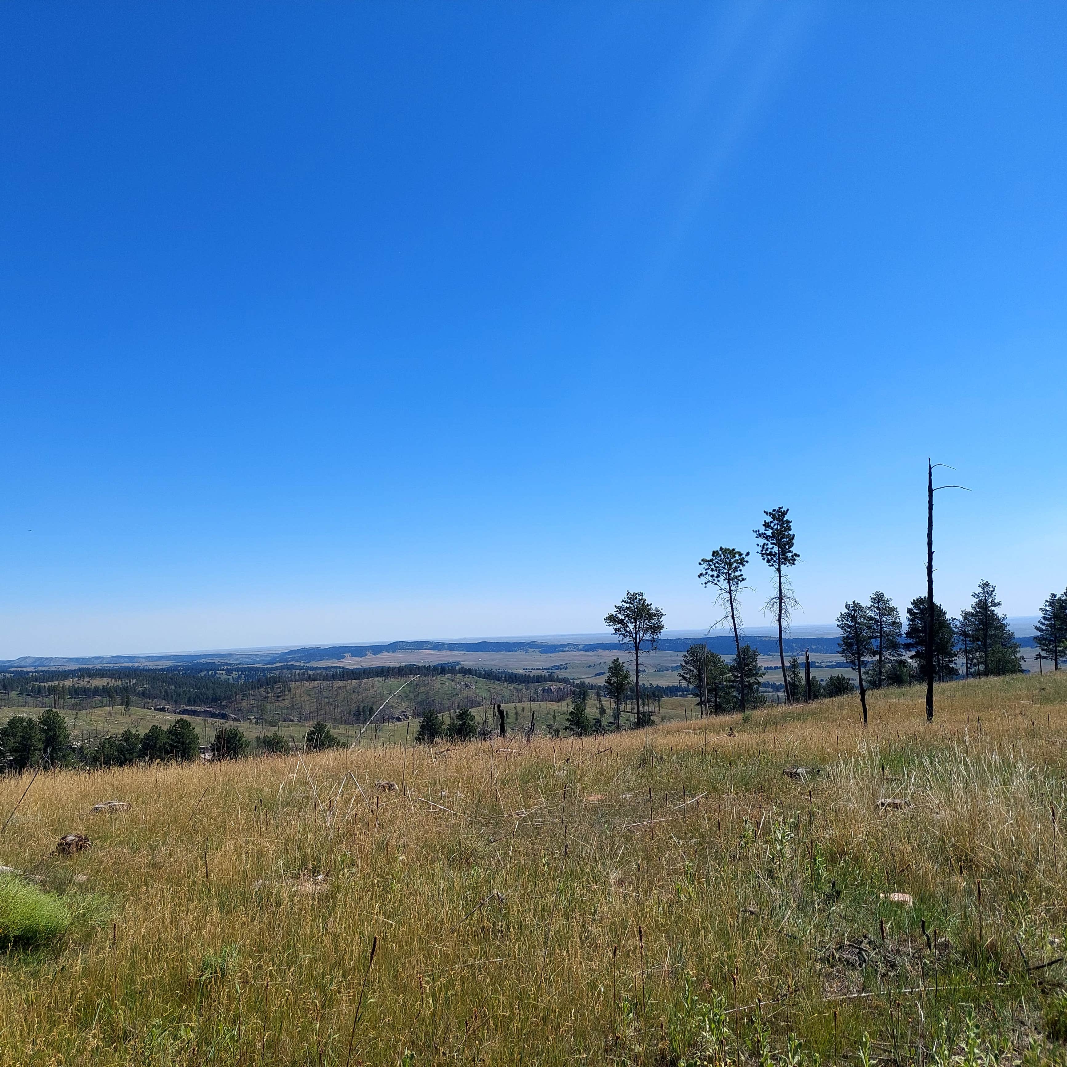Blue Bell Campground — Custer State Park | Custer, South Dakota