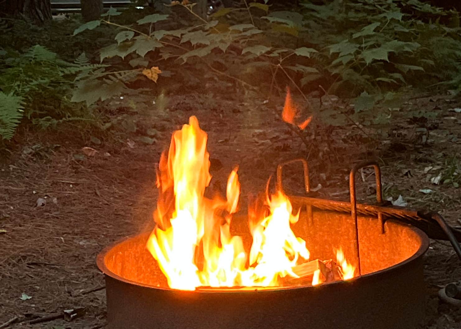 Tree Farm Campground Camping | The Dyrt