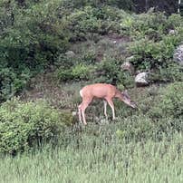 Bruce Spruce Ranch Camping | Pagosa Springs, Colorado