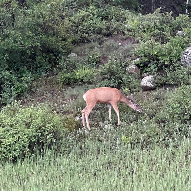 Bruce Spruce Ranch Camping | Pagosa Springs, Colorado