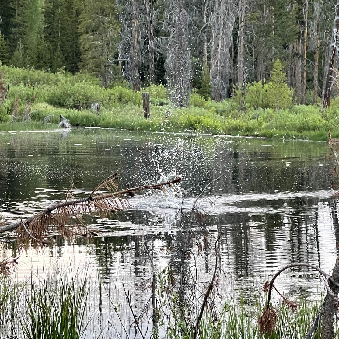 Beaver View Campground — Uinta Wasatch Cache National Forest | Oakley, Utah