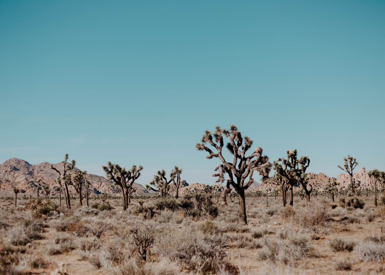 Joshua Tree RV & Campground Camping | The Dyrt