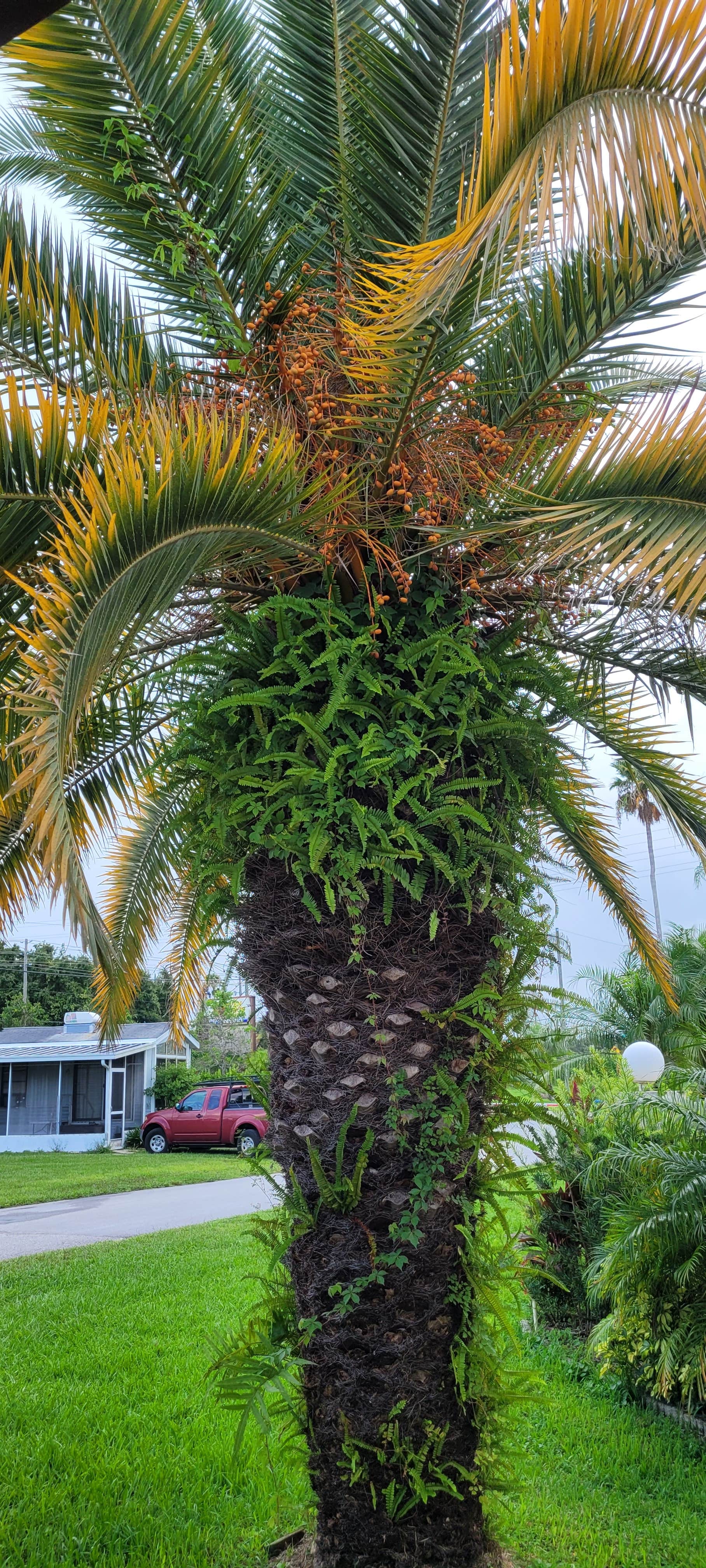 Seven Springs Travel Park Camping | New Port Richey, FL
